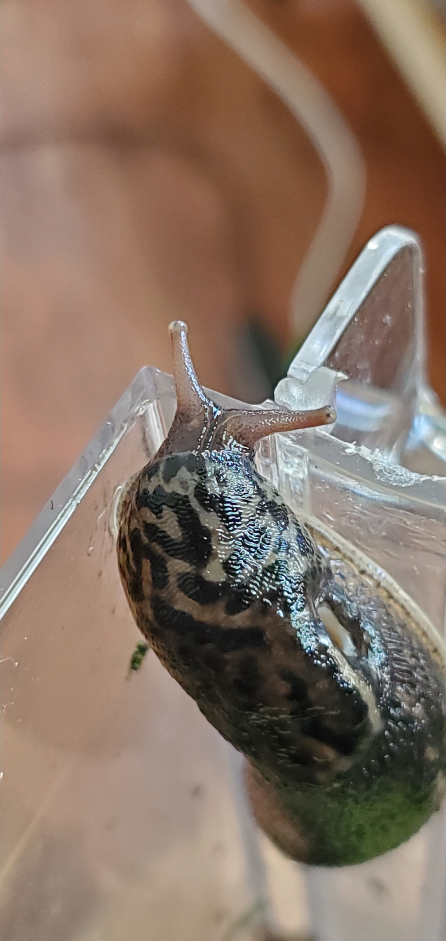 Jabba the slug | Scrolller