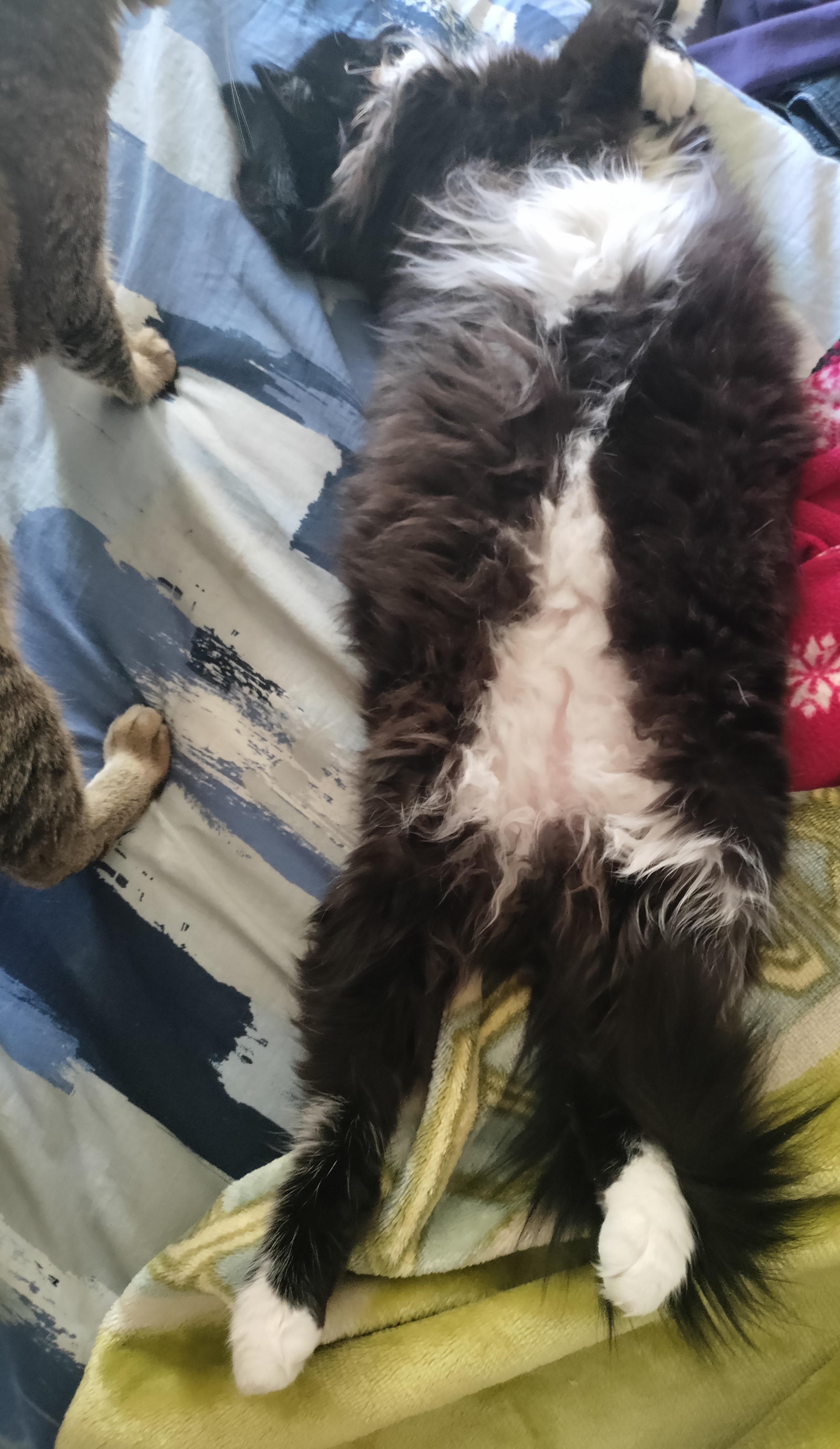 Jack Is Jack Scrolller