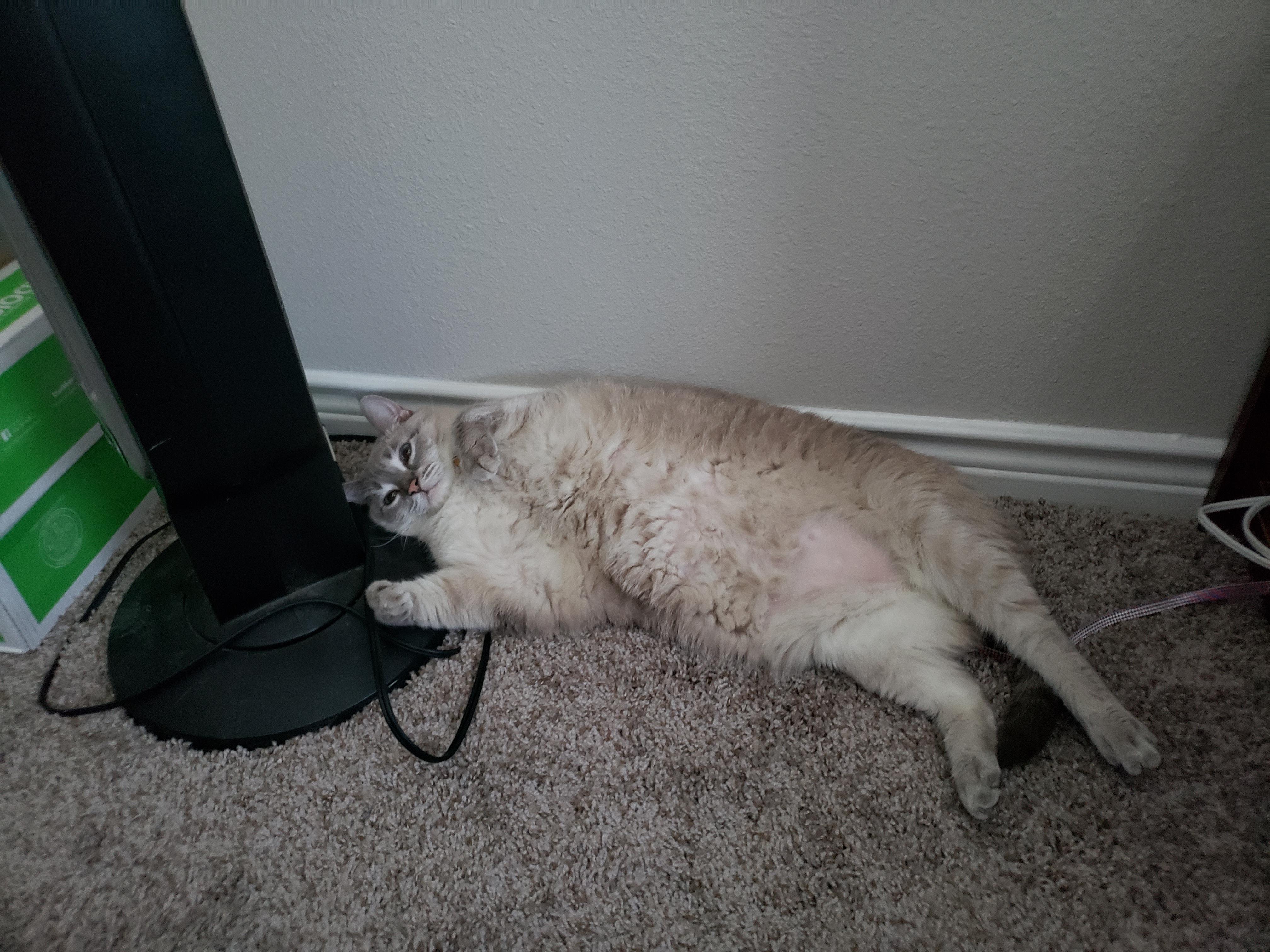 Jane being disturbed by my alarm clock. Silly kitty. Mom has to work for your catnip. | Scrolller