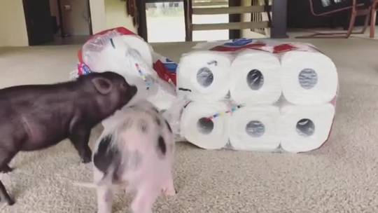 Janet attempts to conquer the paper towels | Scrolller