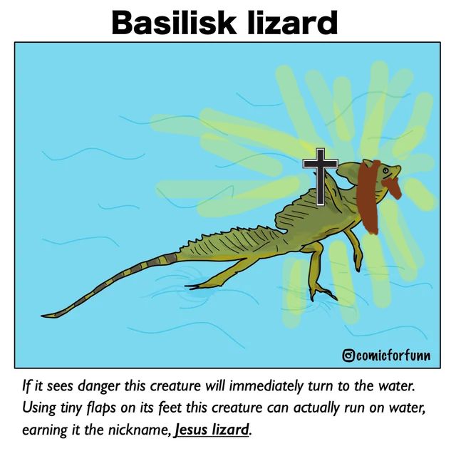 Jesus lizard | Scrolller