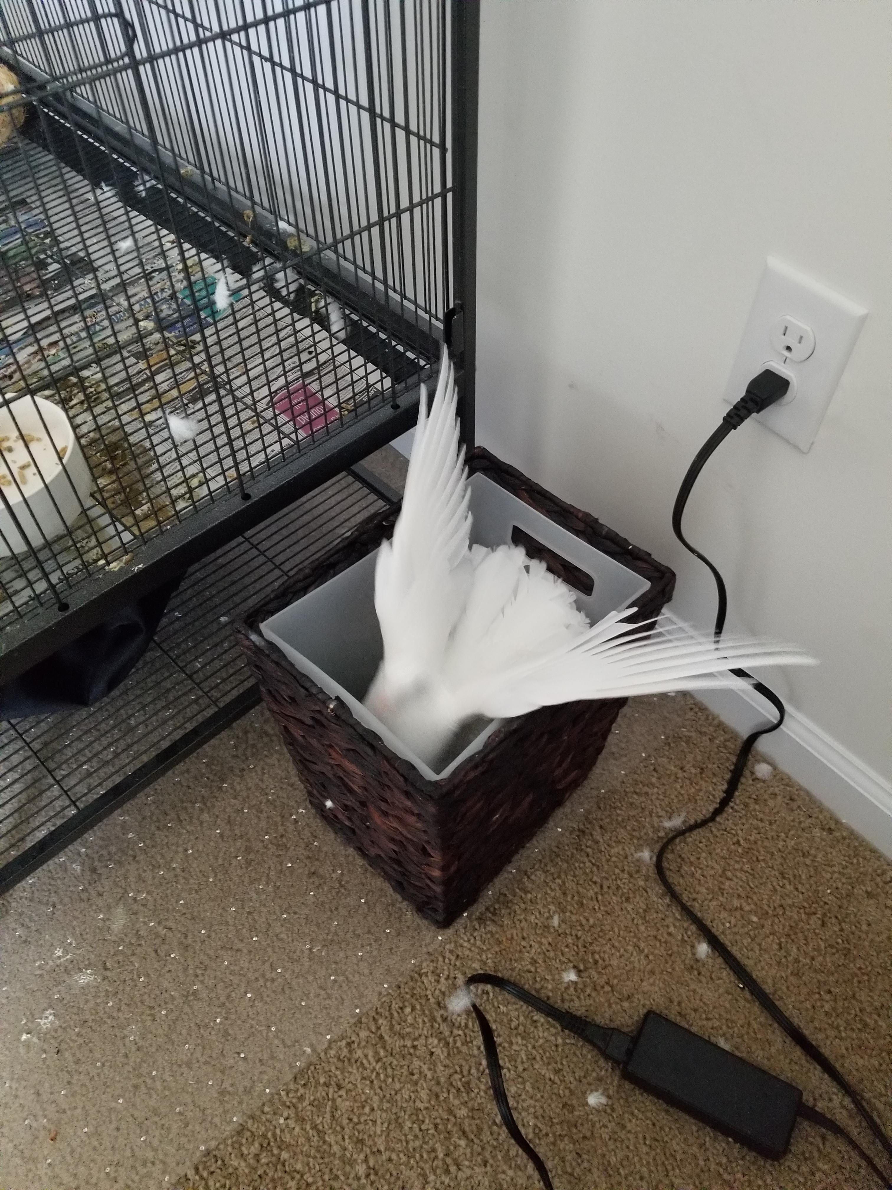 Jhun fell in the trash can. | Scrolller