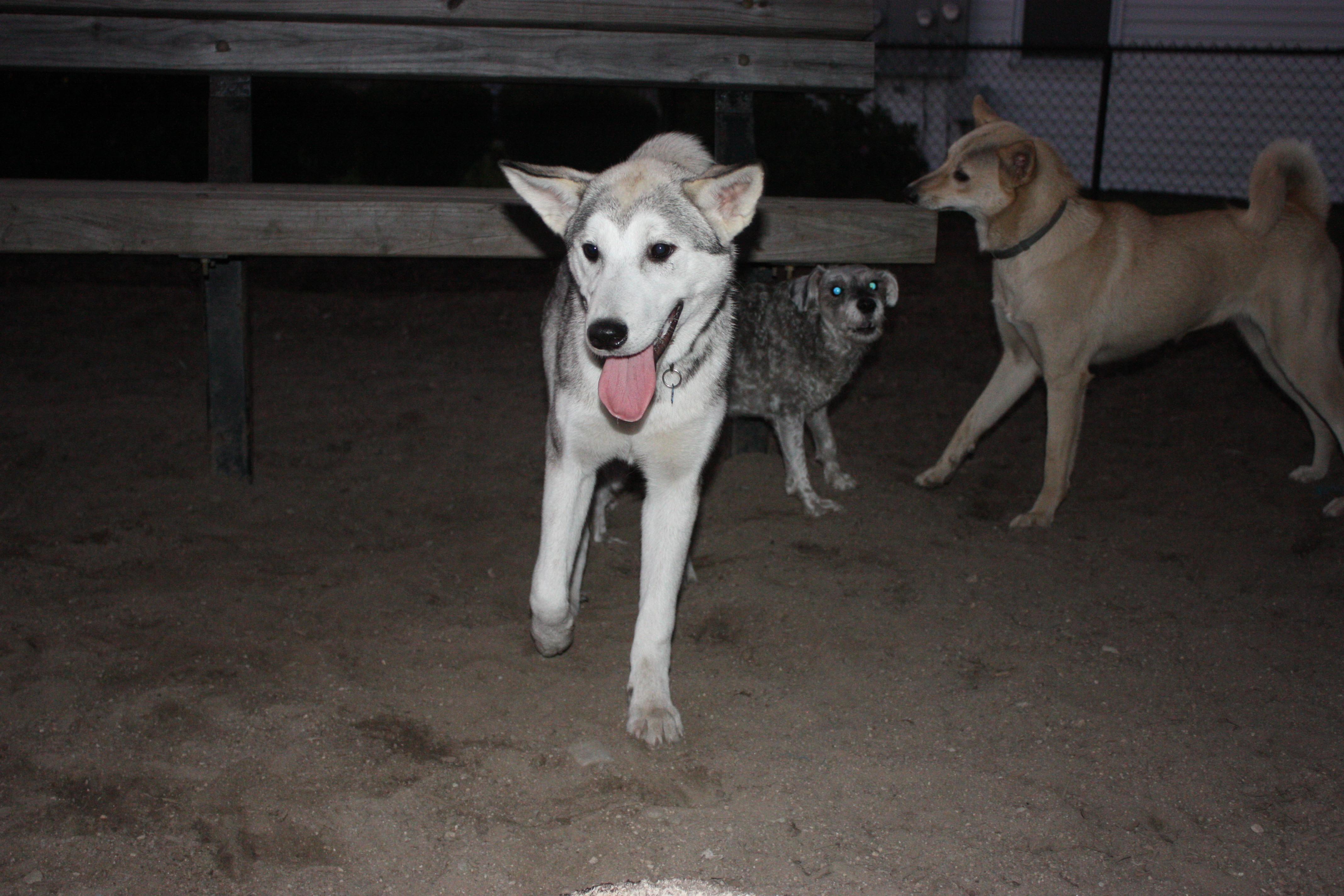 Jindos terrorizing a smaller dog - Bench is home base | Scrolller