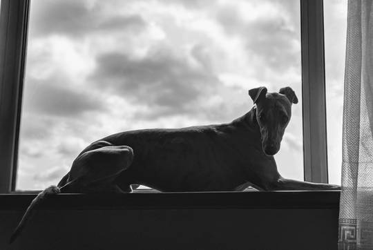 Johnny on a window sill | Scrolller