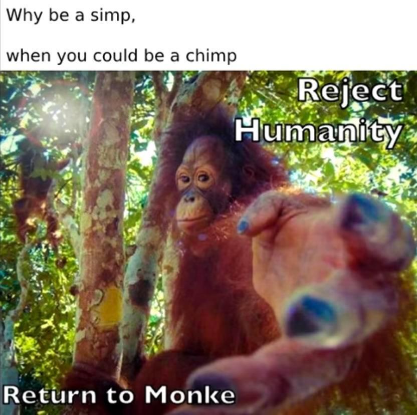 Join the monkey | Scrolller