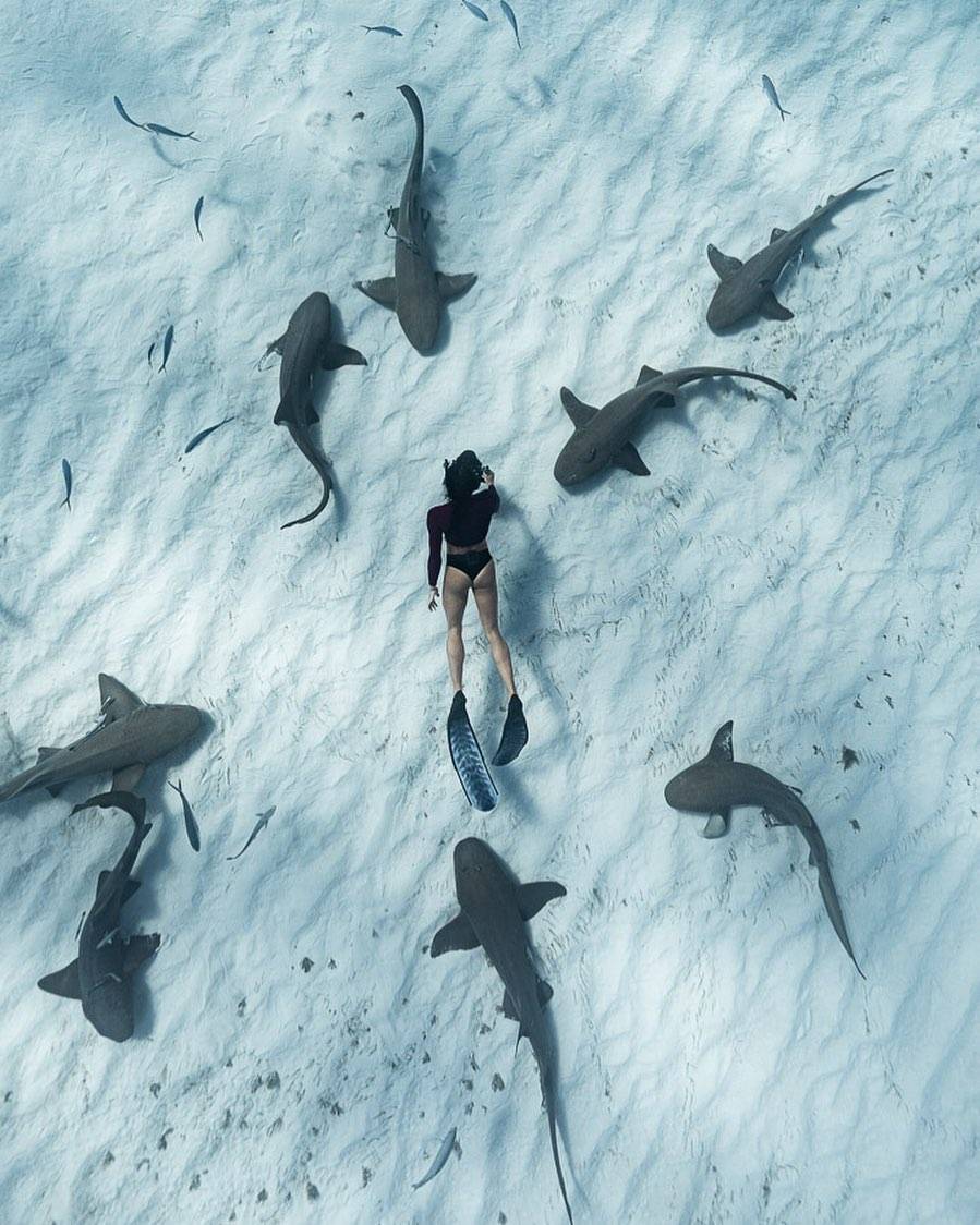 Julia Wheeler with sharks | Scrolller