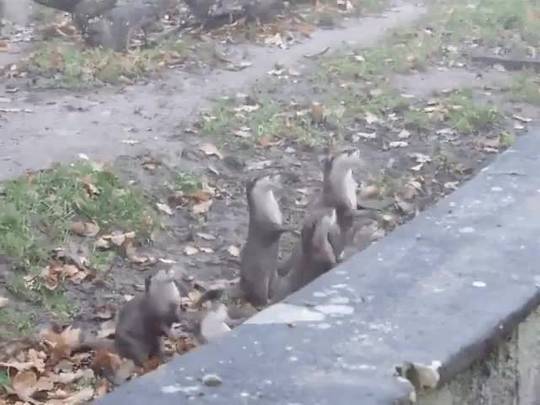 Jumping otters | Scrolller