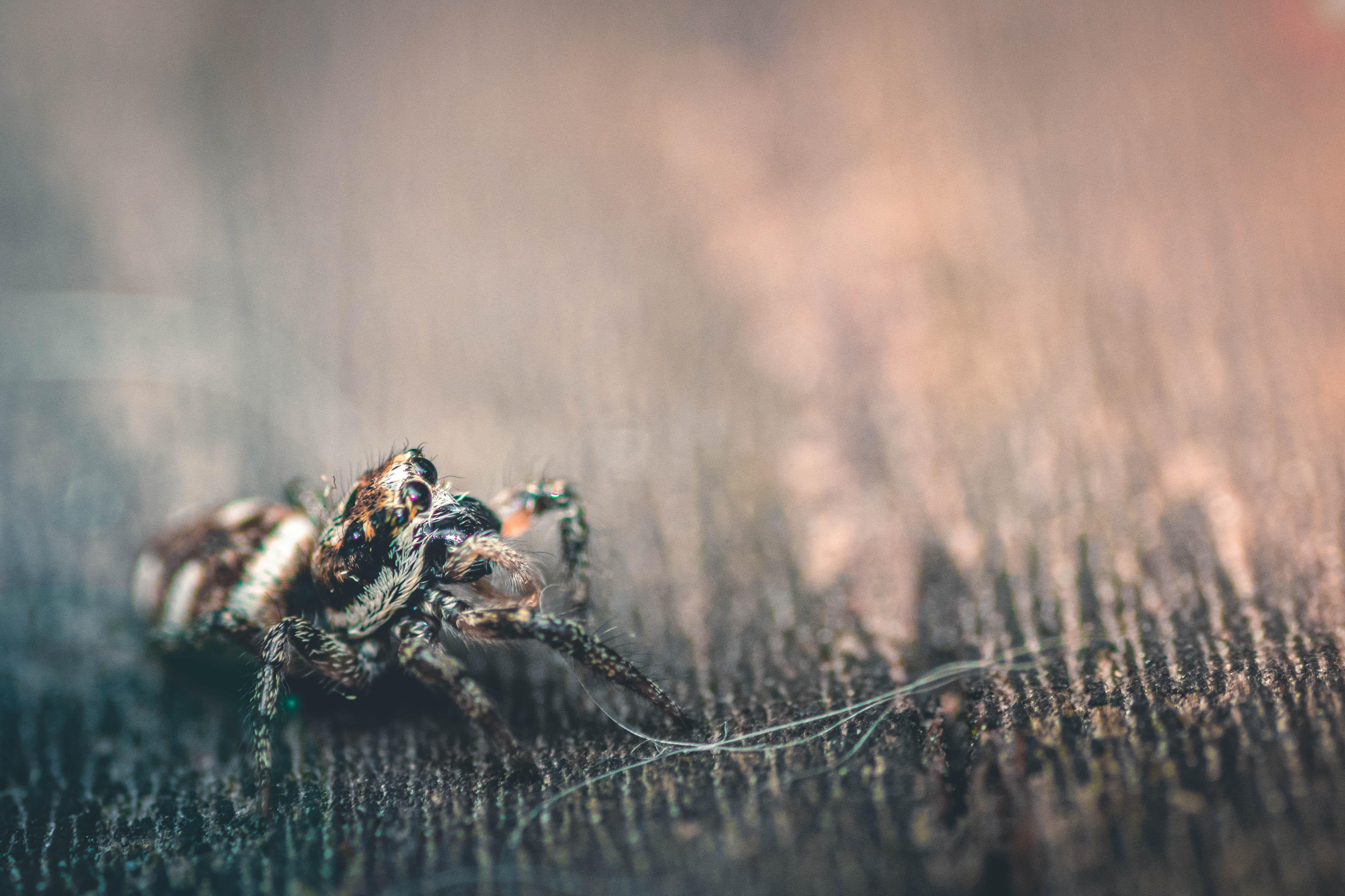 Jumping Spider In Complete Awe Oc Scrolller
