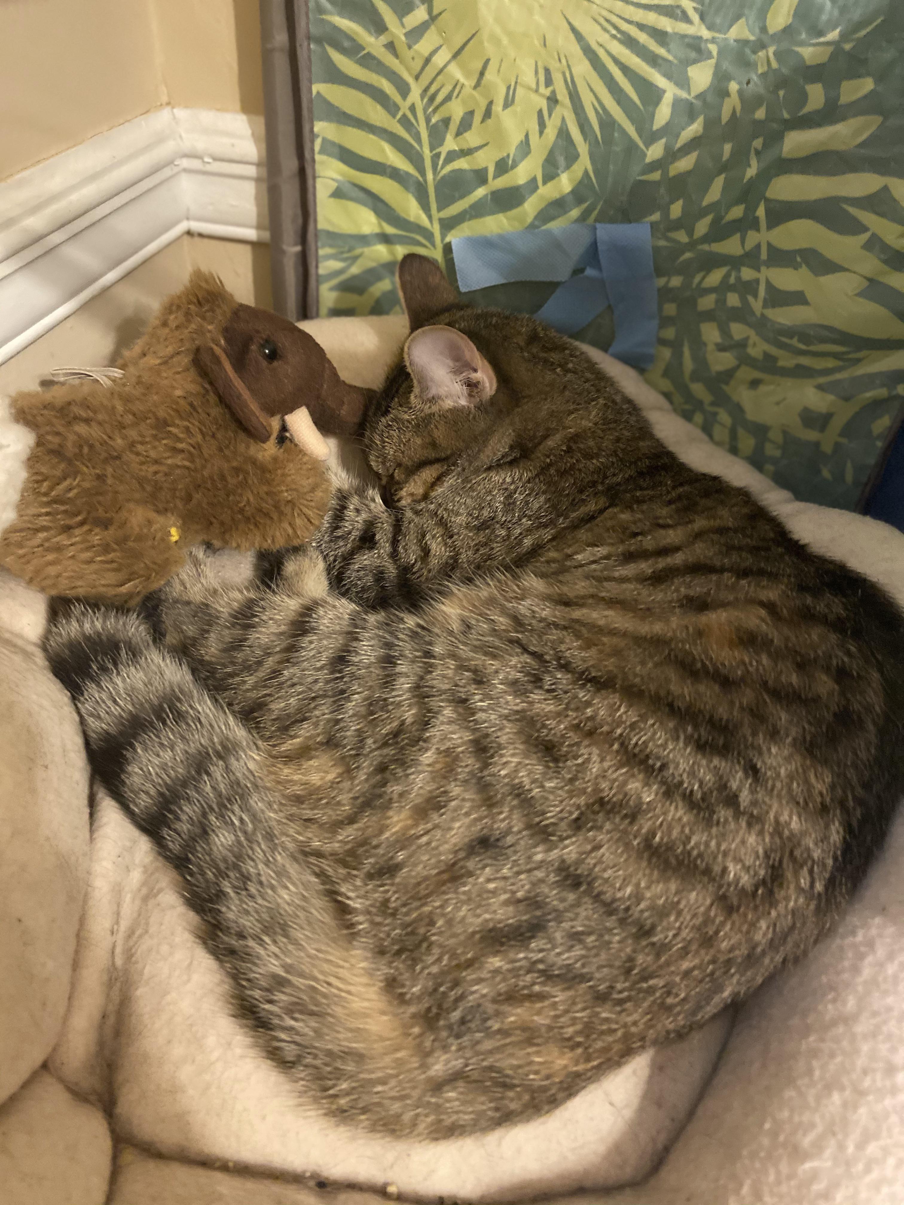 June cuddling with her mammoth Dominic | Scrolller