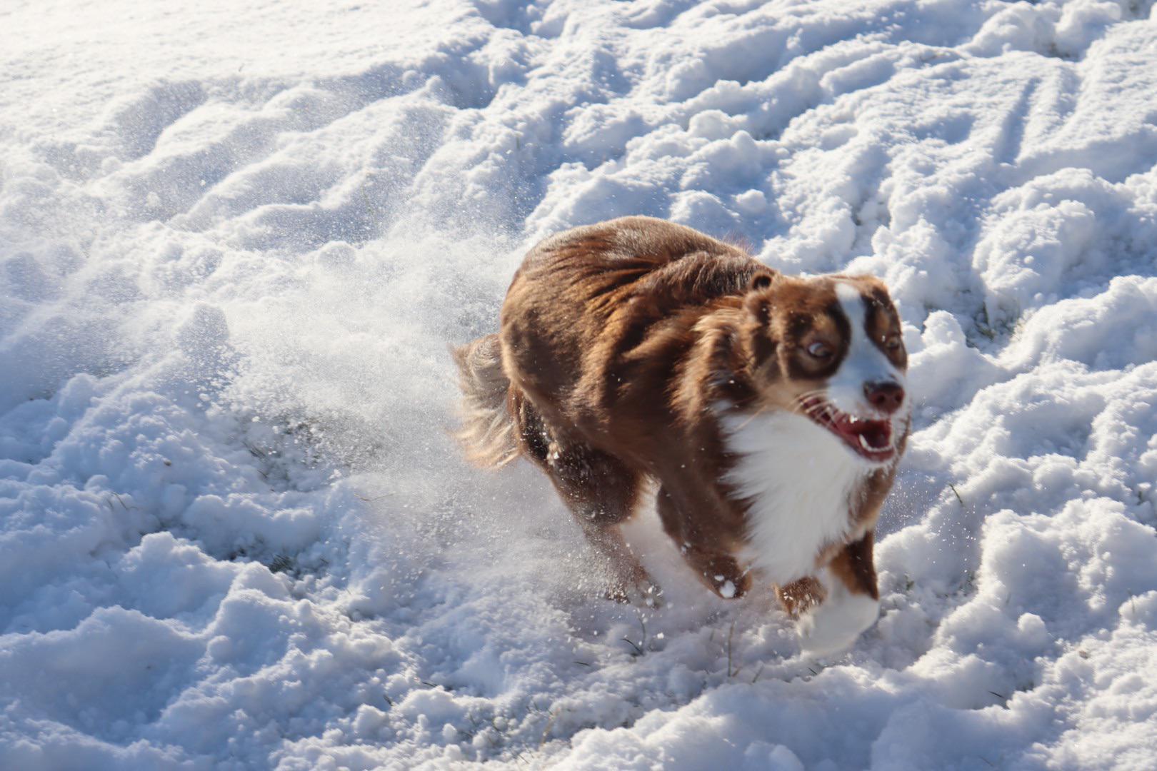 Junipers first snowfall follow her at @heyitsmejunie | Scrolller