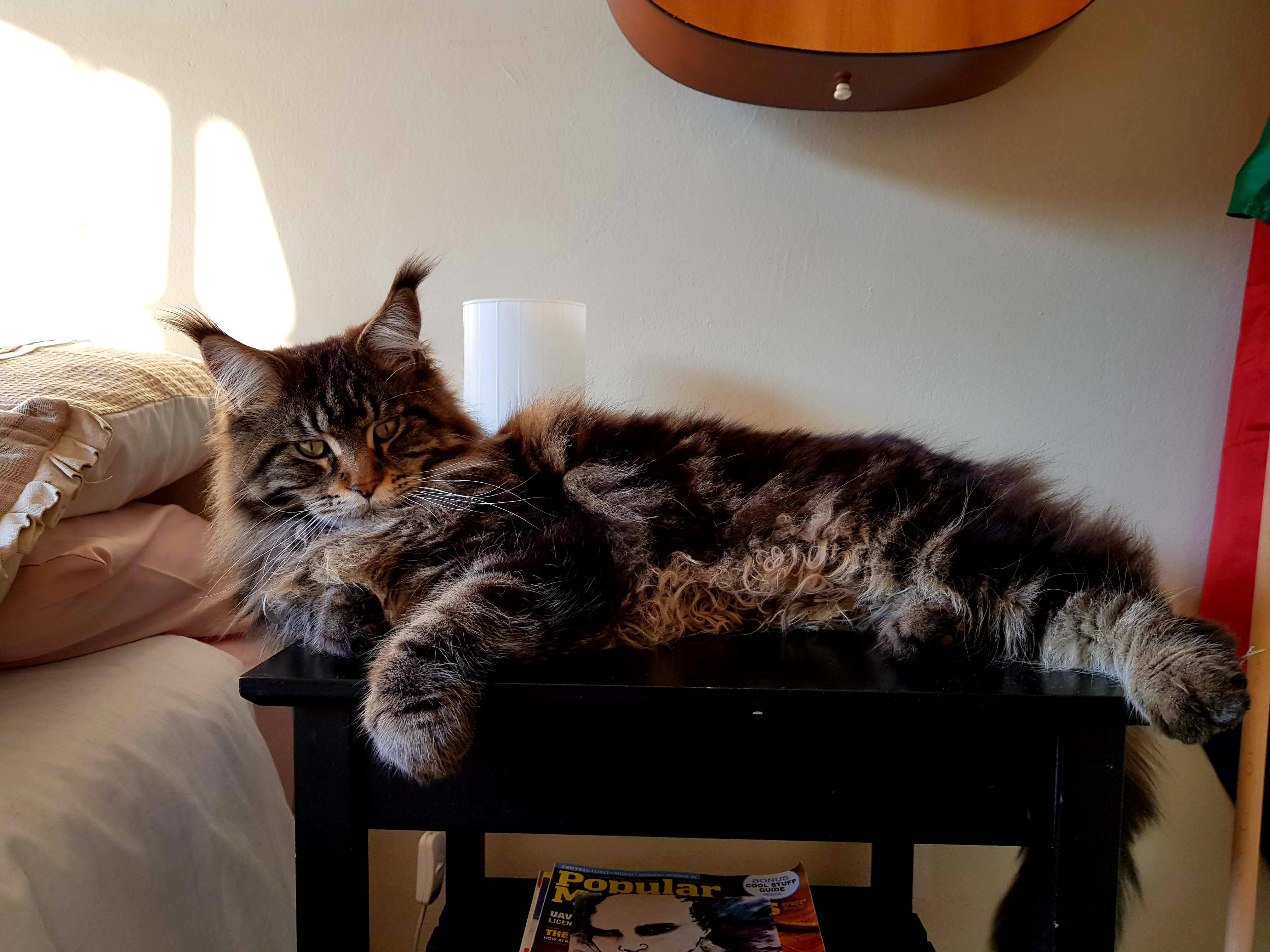 Juno has some impressive ear tufts | Scrolller