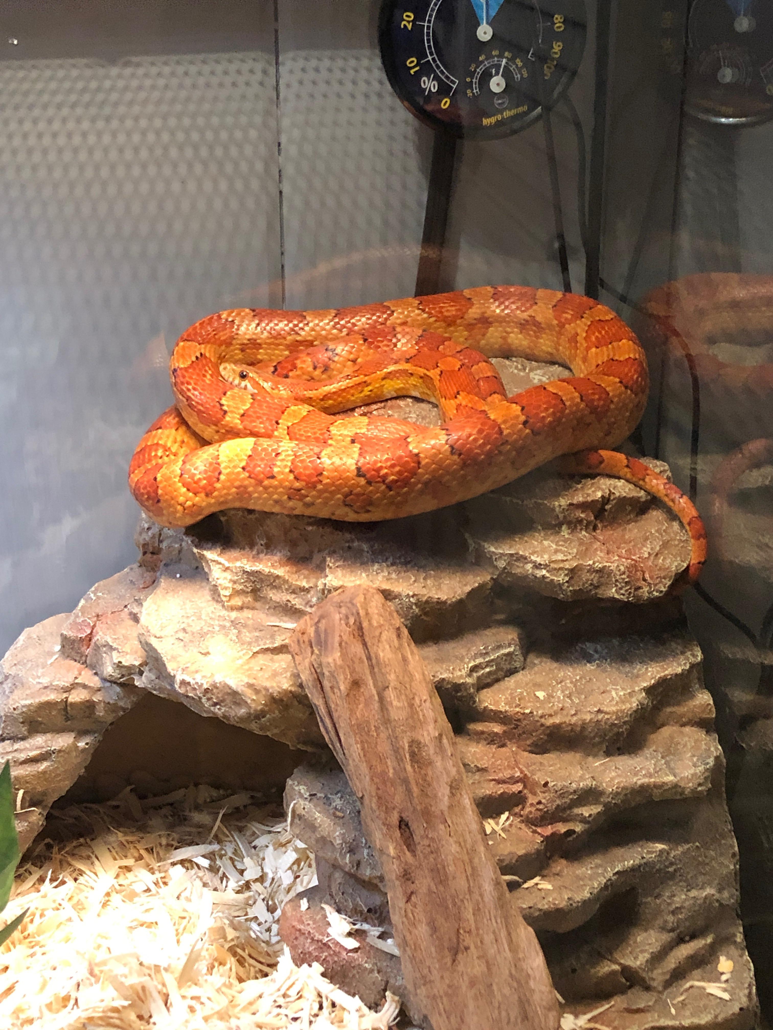 Just a little guy basking | Scrolller