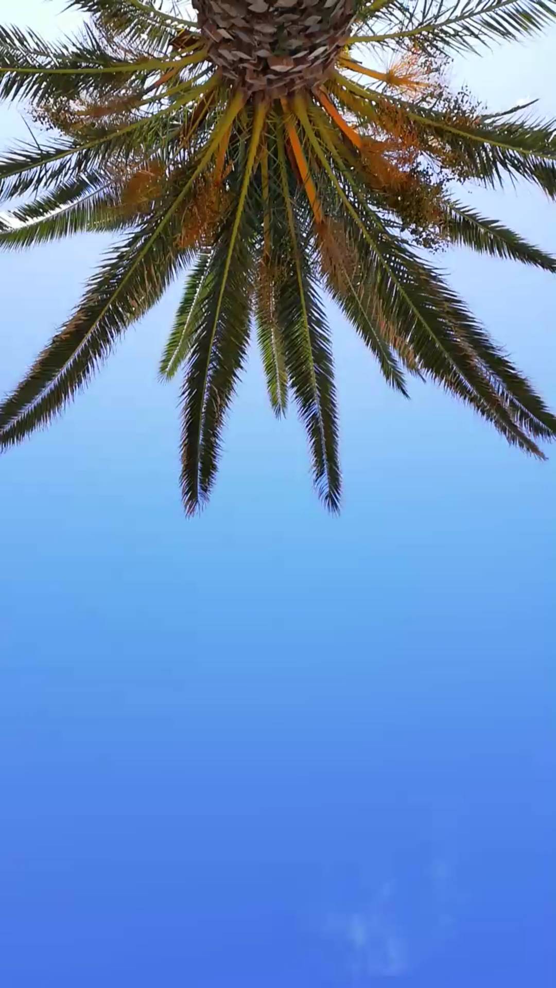 Just a palm tree | Scrolller