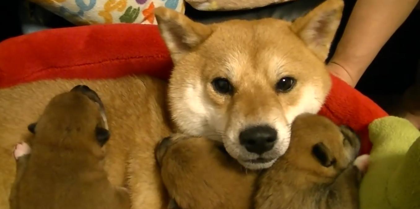 Just a shibe and her puppies. | Scrolller