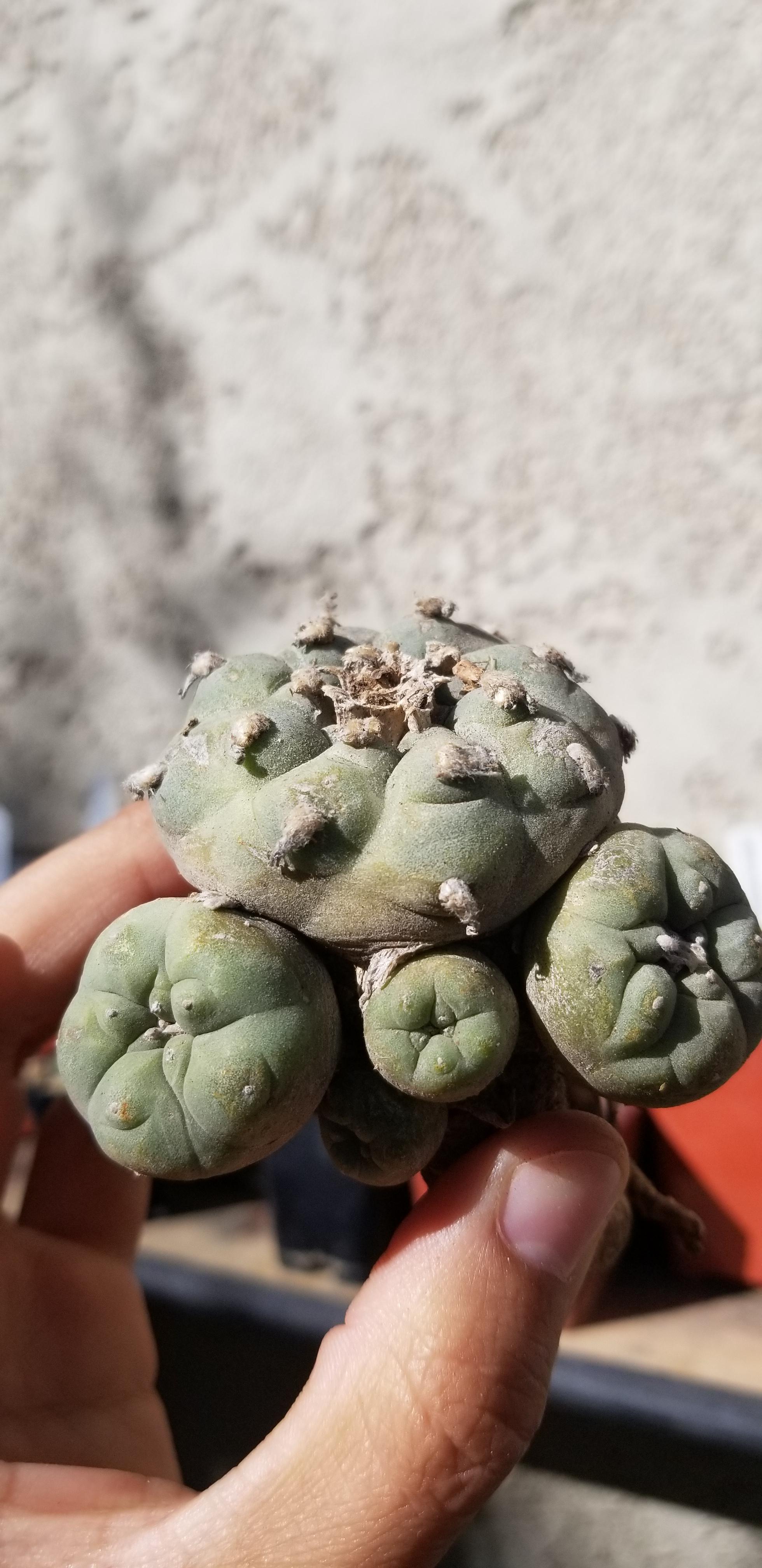 Just about to repot this big boy! | Scrolller