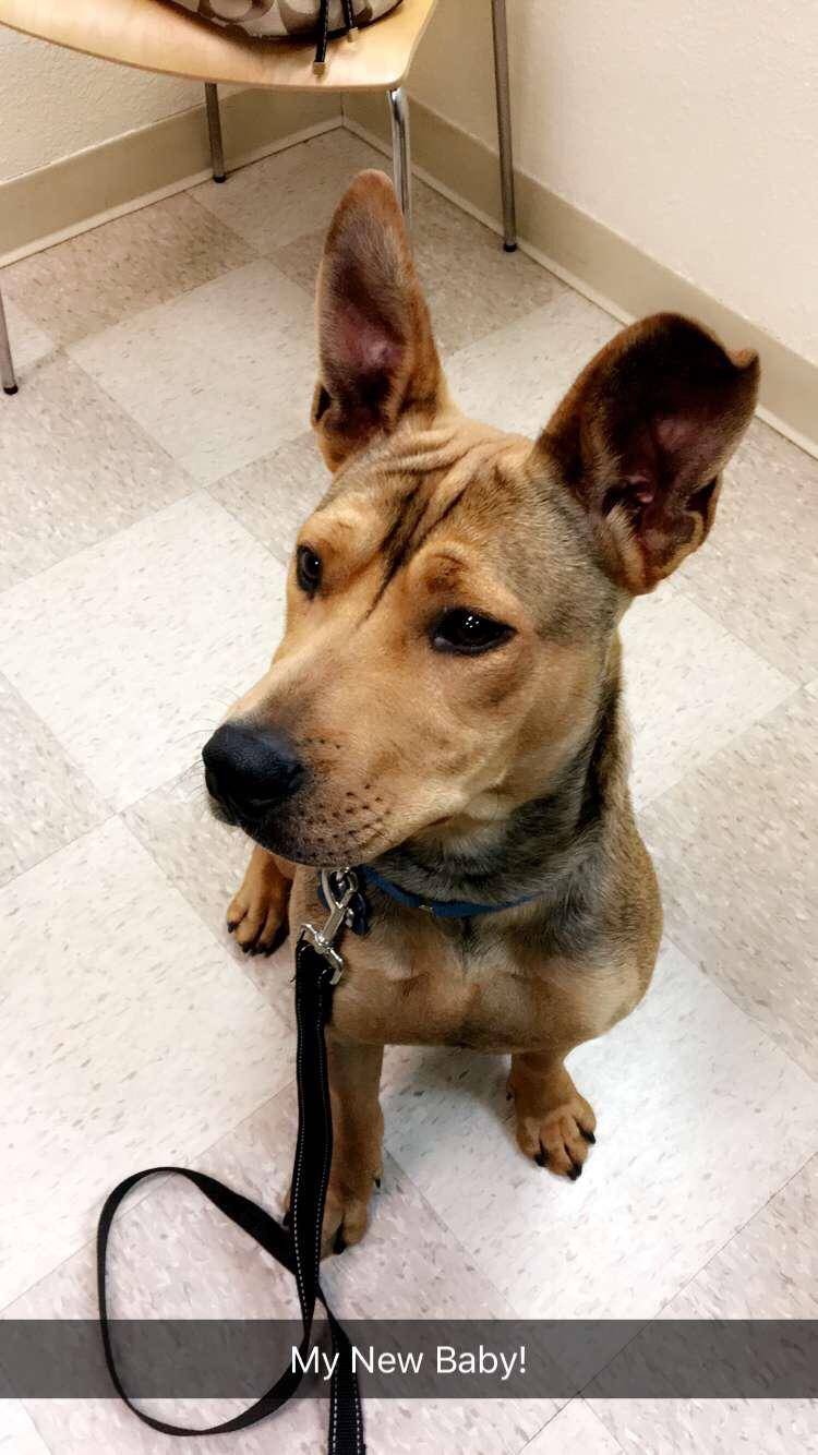 Just adopted this Good Girl. Meet Maya! | Scrolller