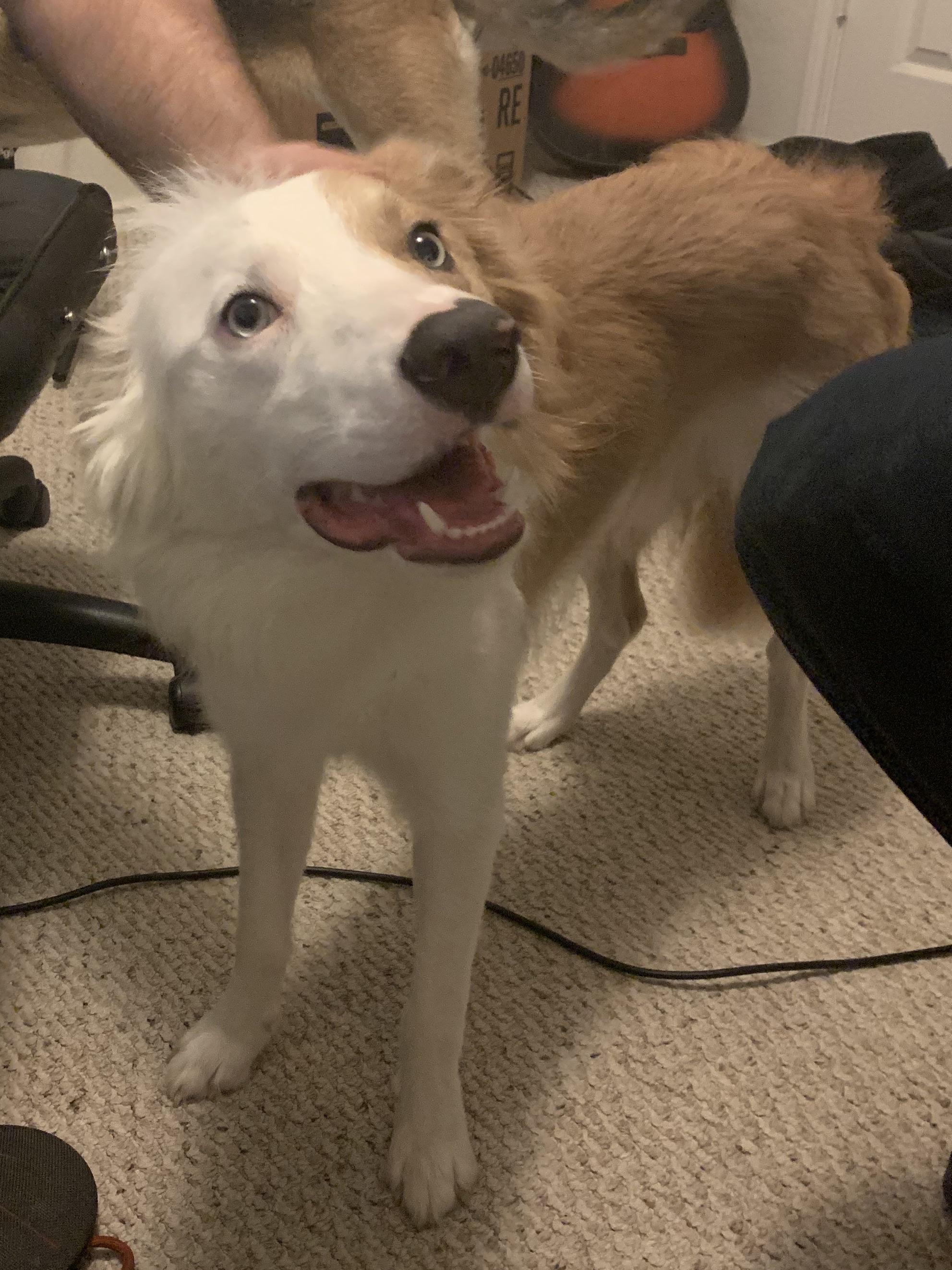 Just adopted this sweet border aussie pup :) | Scrolller