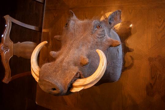Just bought this african warthog taxidermy | Scrolller