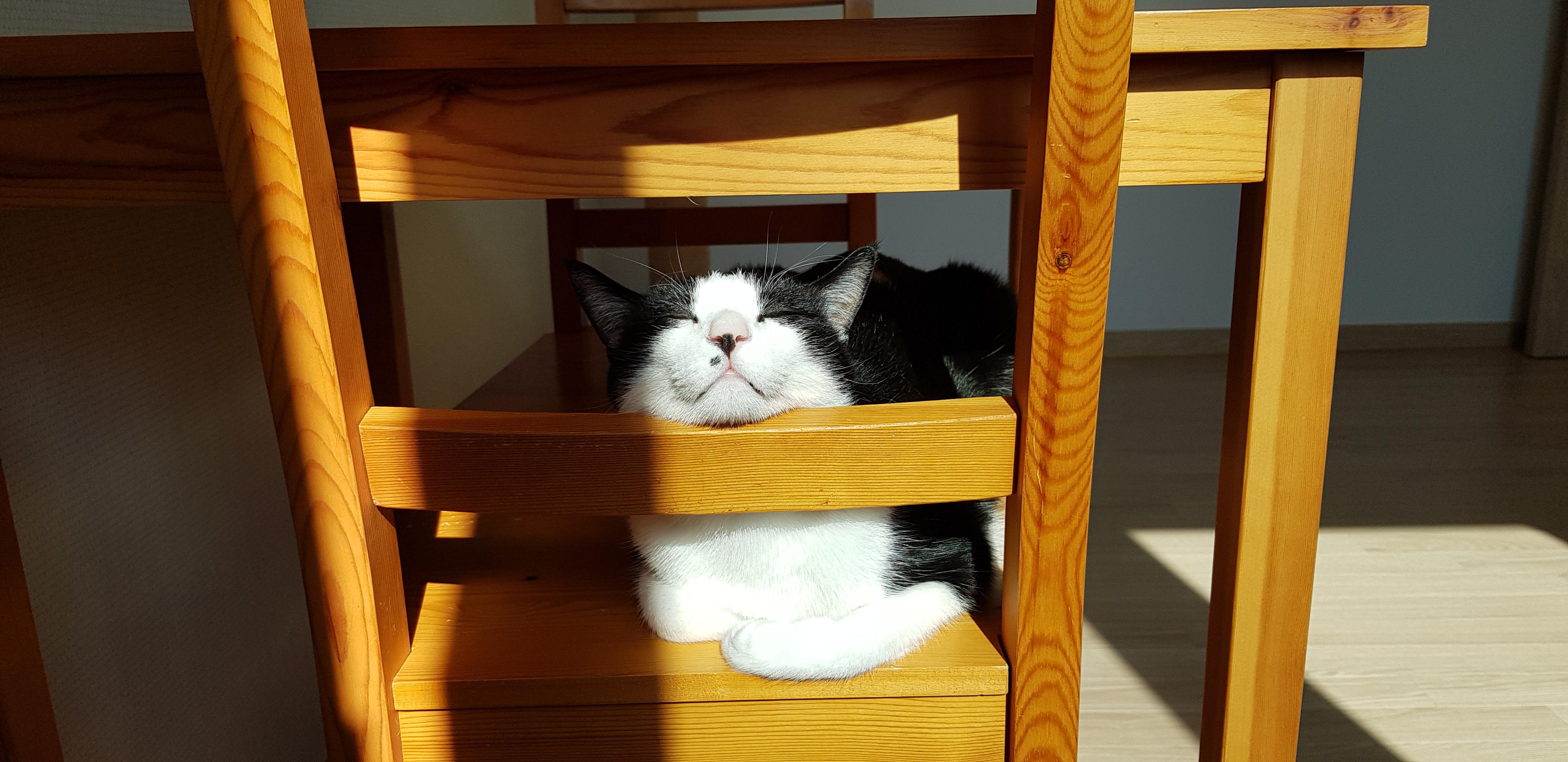 Just catching some rays while having a nap. | Scrolller