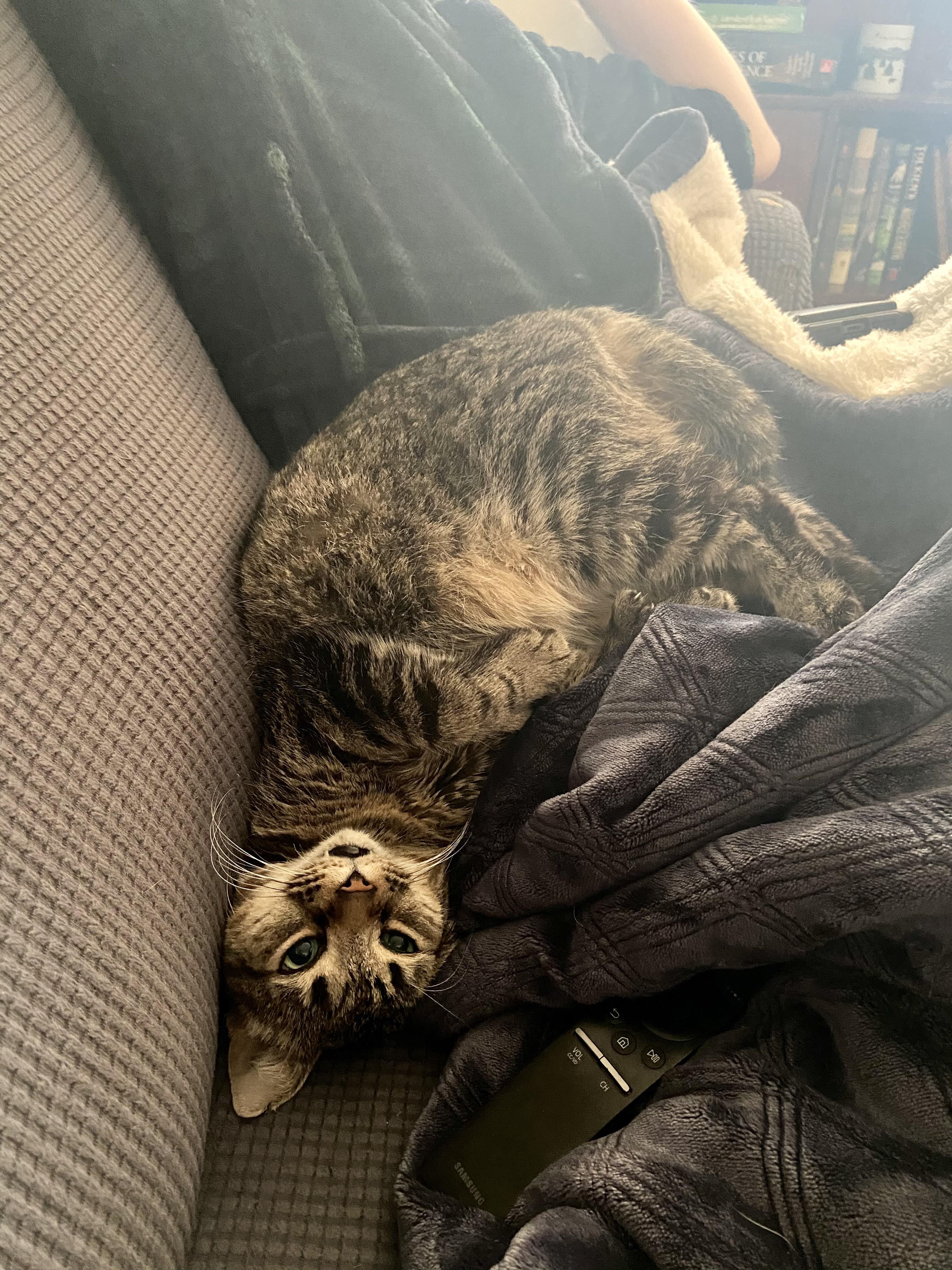 Just chilling, cats are liquid | Scrolller