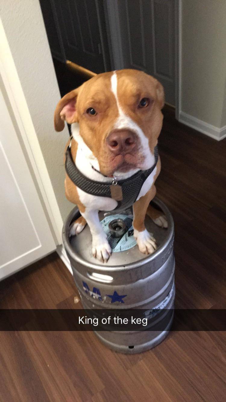 Just doing a keg stand (or sit) | Scrolller