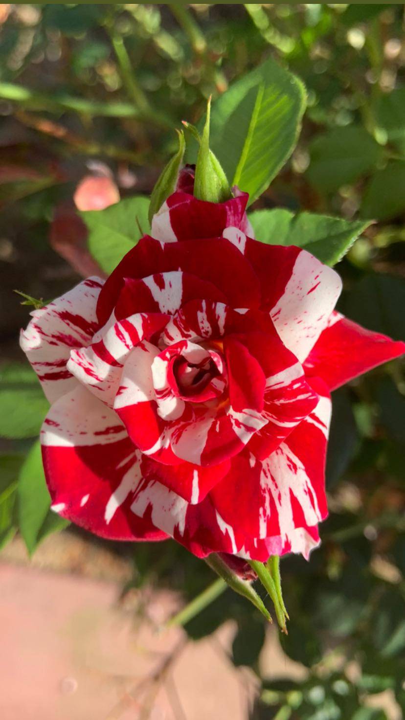 Just gorgeous coloring. | Scrolller