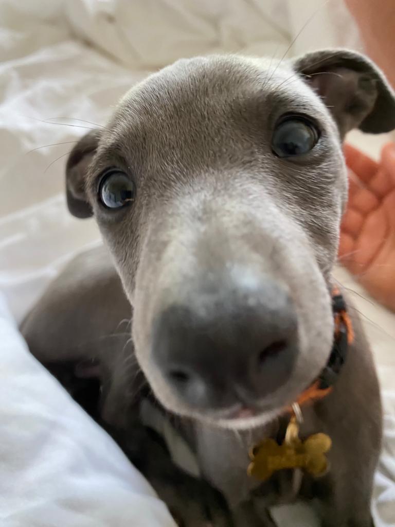Just got a whippet puppy here’s my favourite pic of her | Scrolller