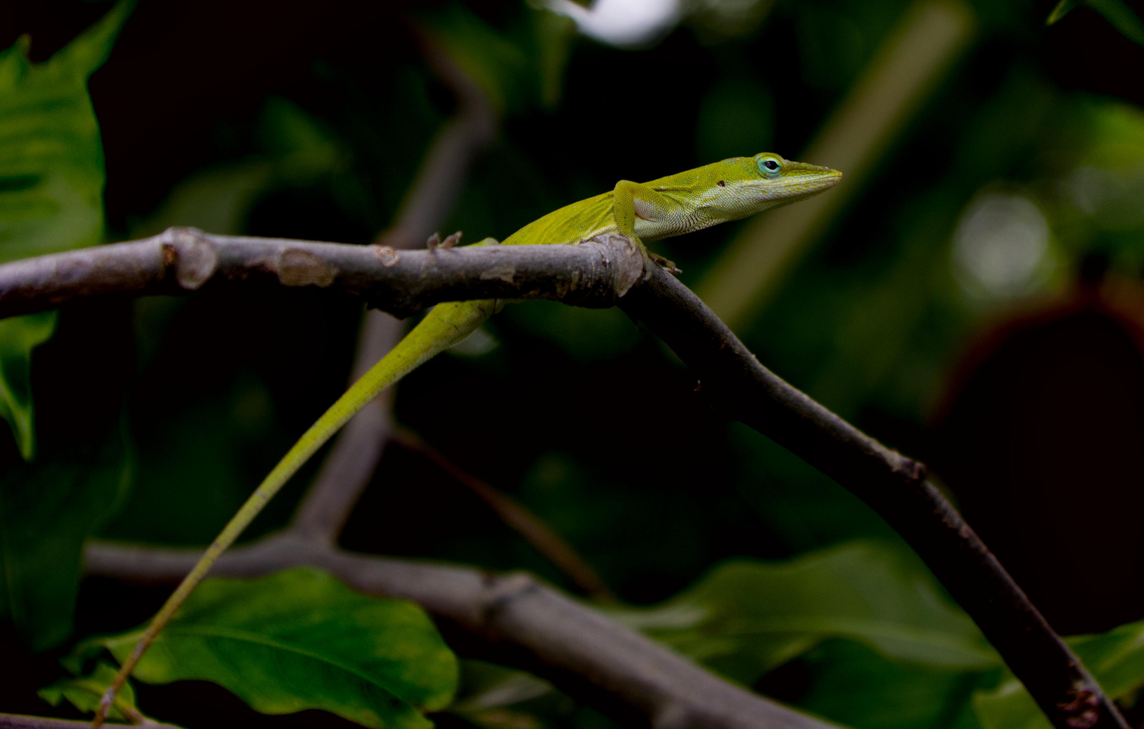 Just looking all noble and cute | Scrolller