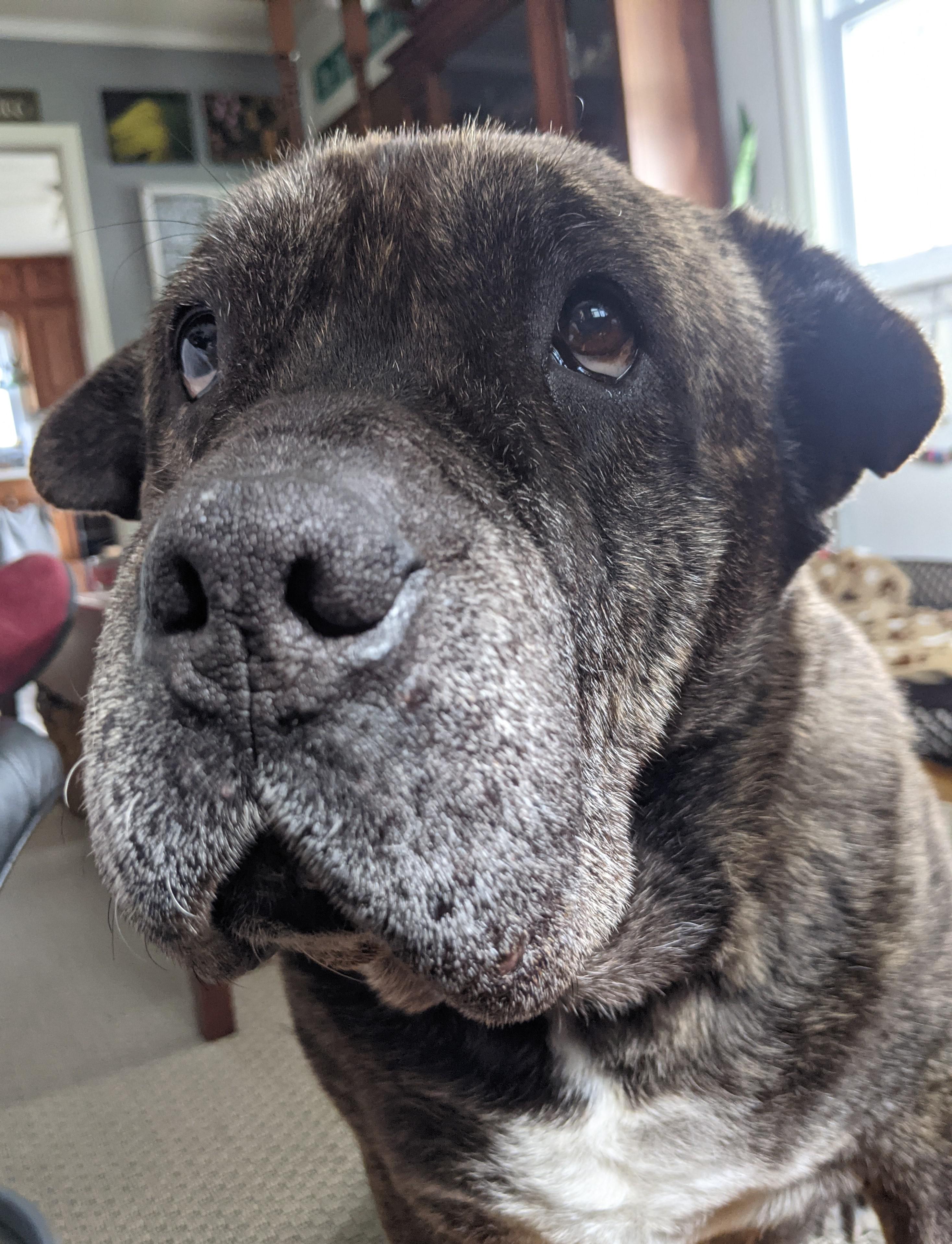 Just one more pet...please? | Scrolller