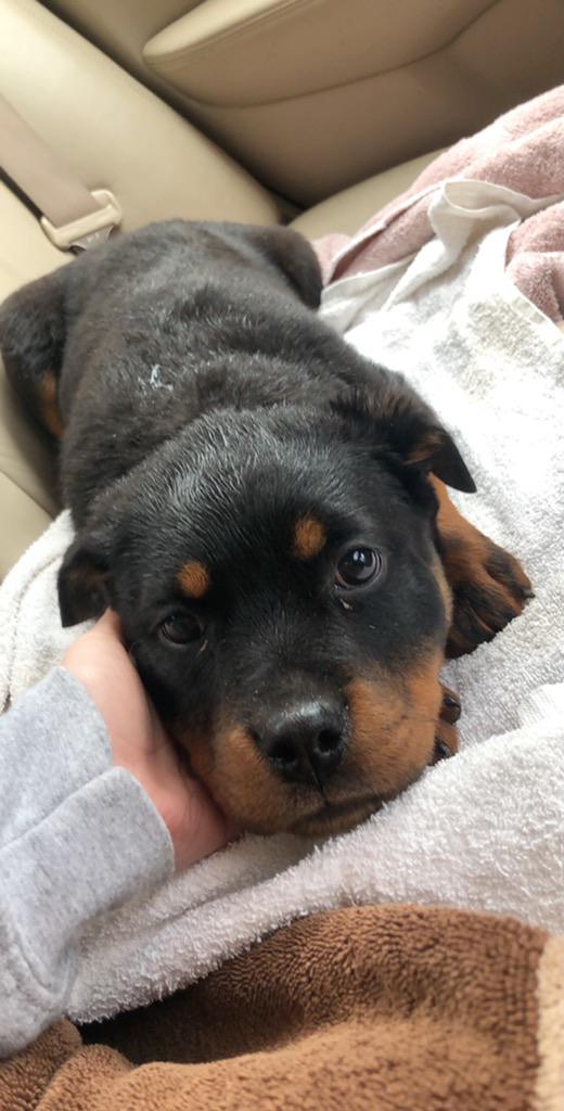 Just picked her up from New York from @Jasperranchrottweilers. Still ...