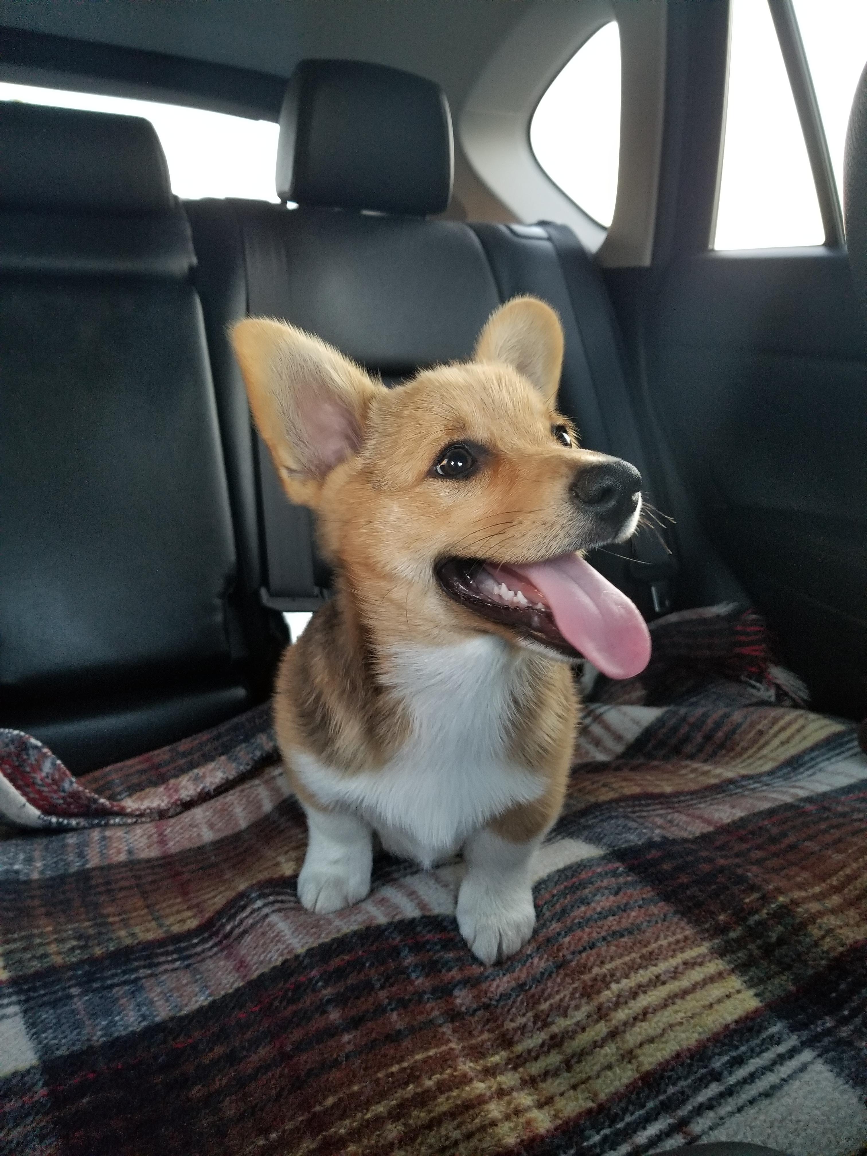 Just picked up our first potato! Reddit, meet Apollo. | Scrolller