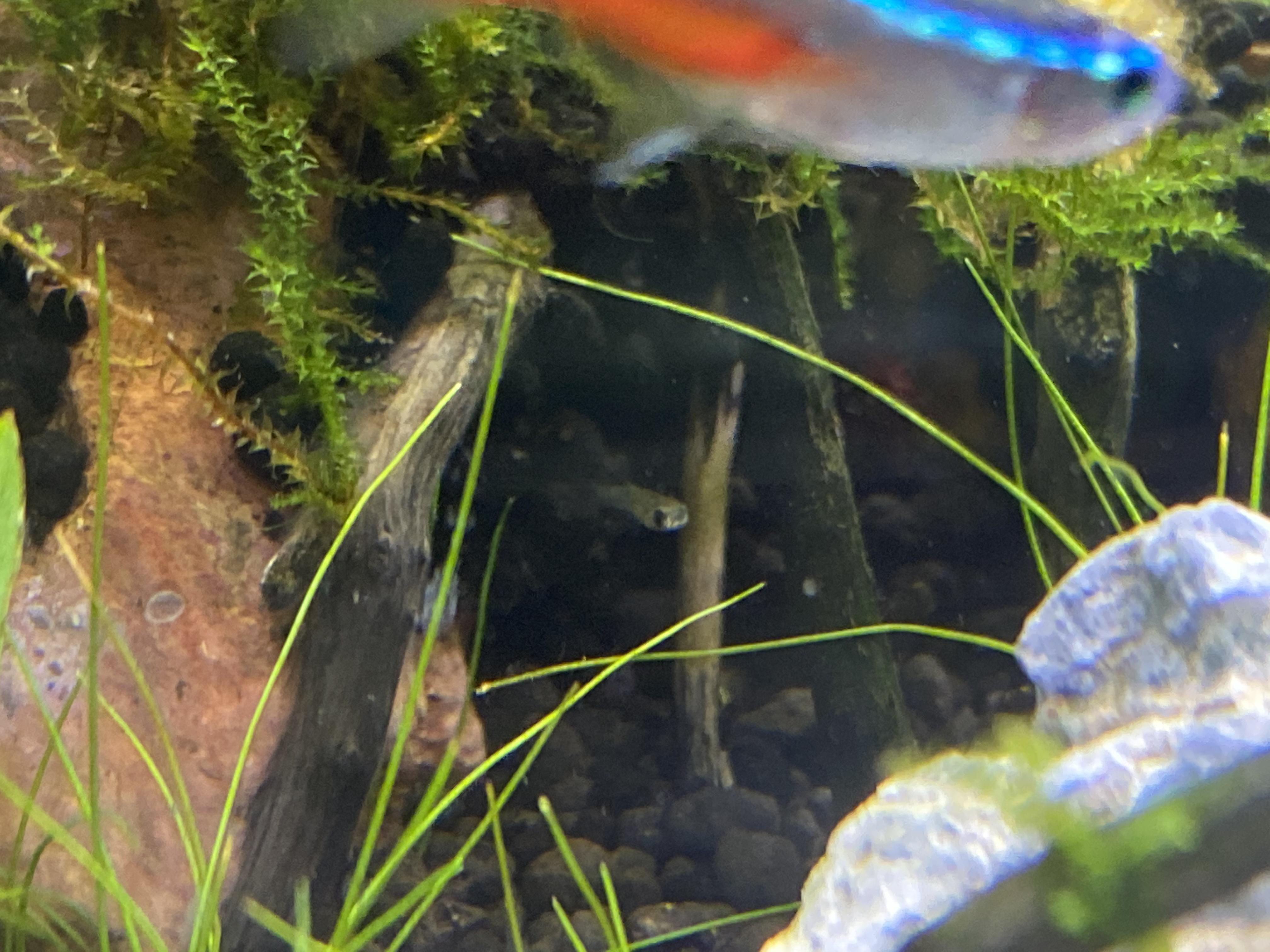 Just saw this little guy today! Is it a guppy? | Scrolller