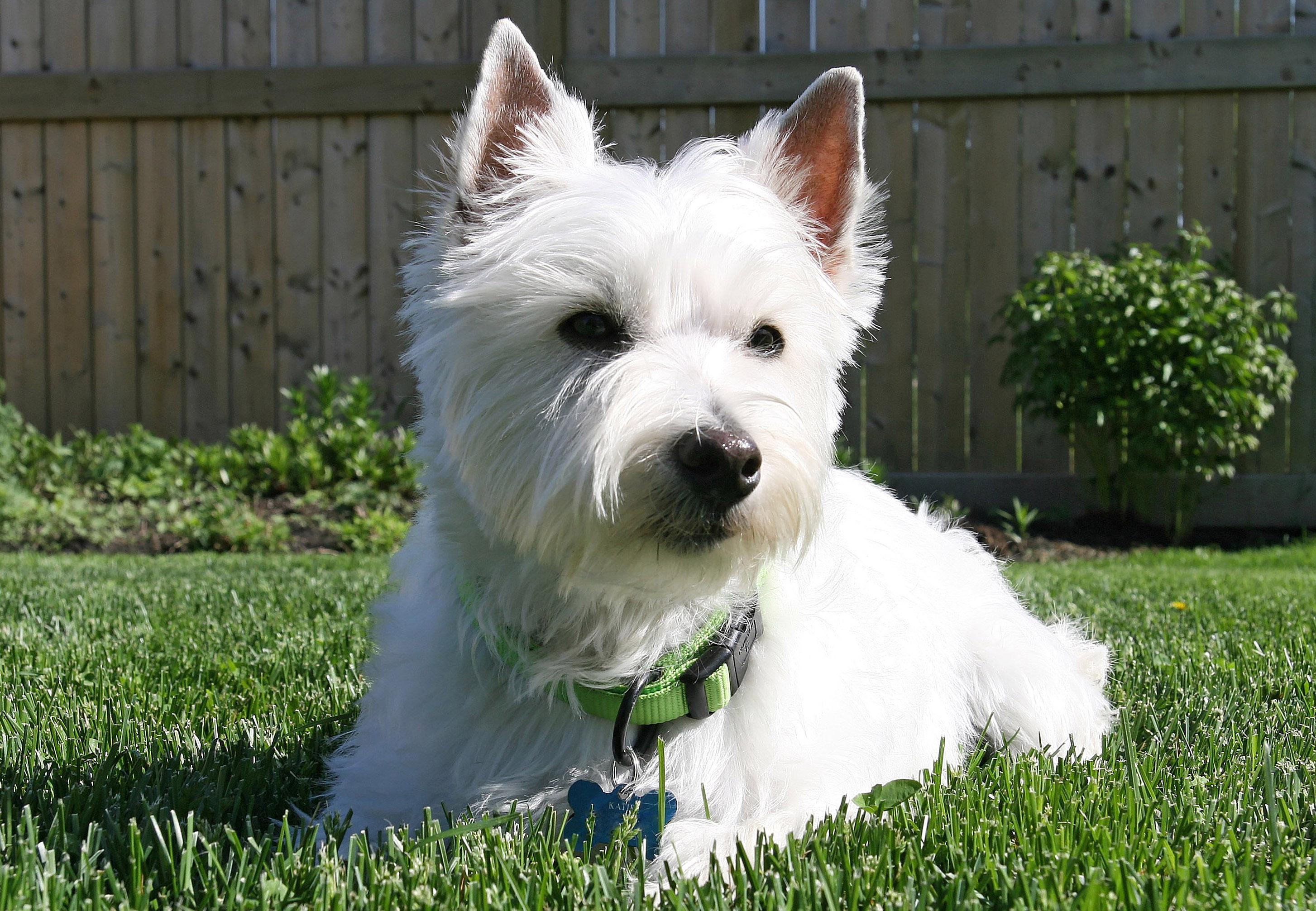 Katie 2008-2020 | Scrolller