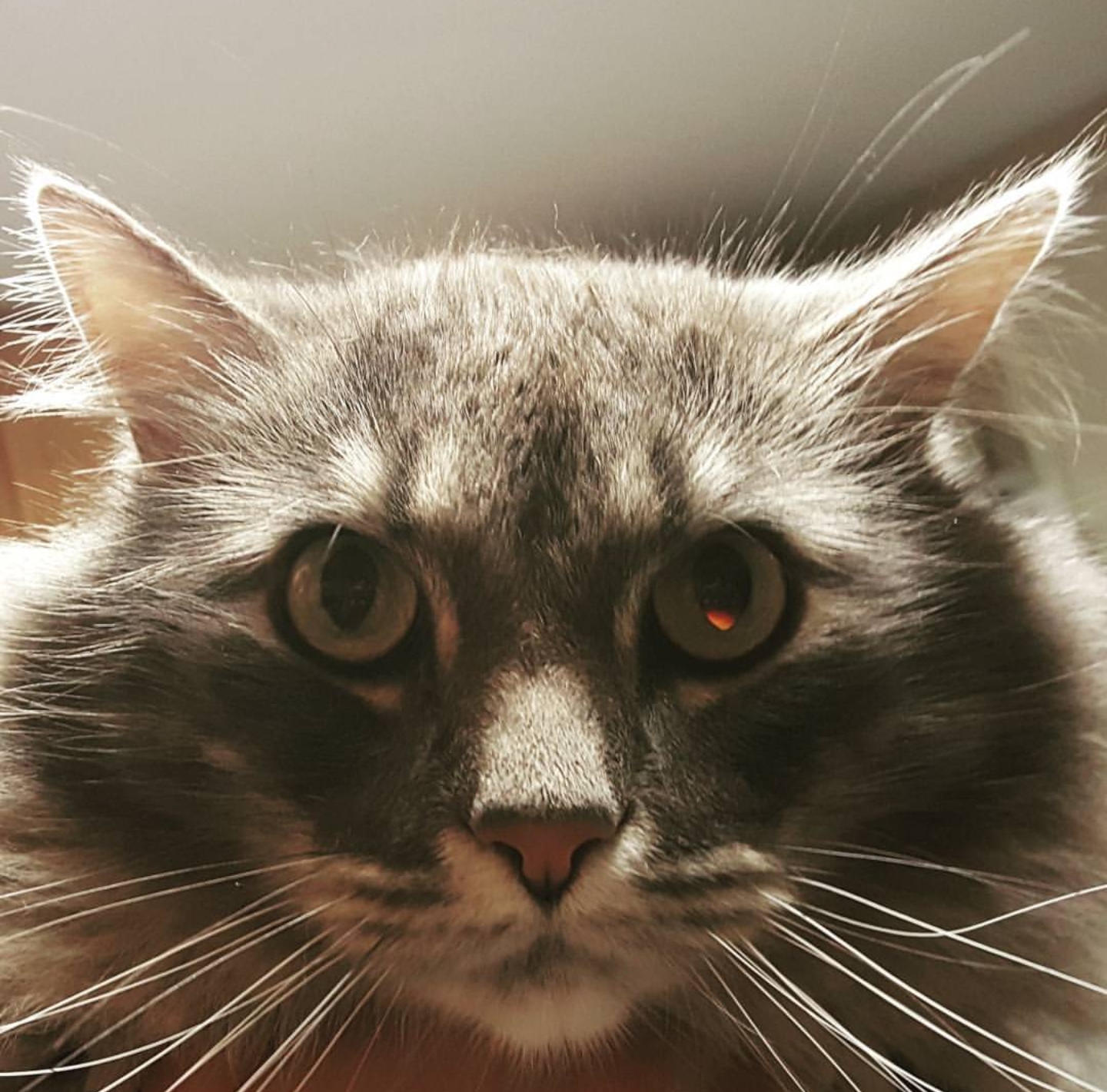 Katnip Killer | Scrolller