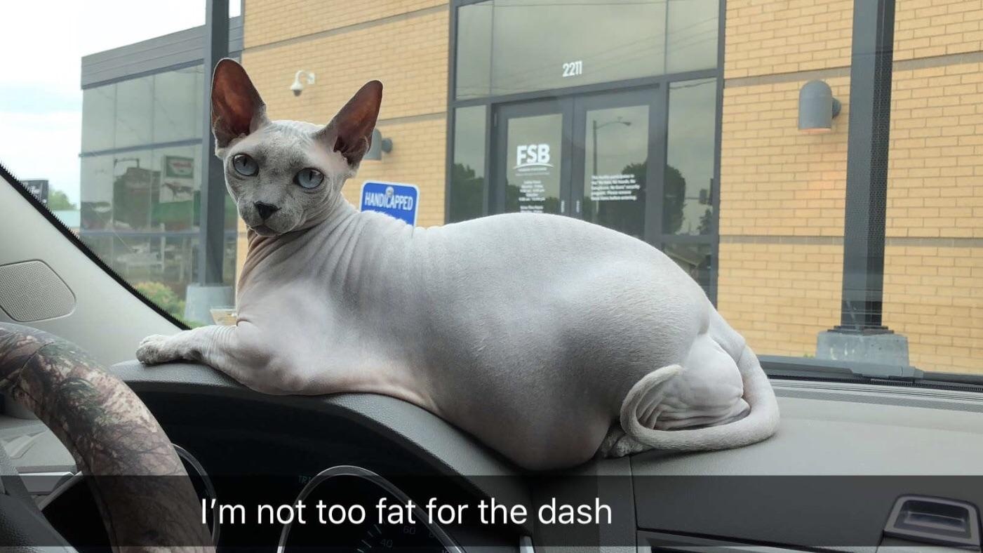 Kemo’s curves | Scrolller