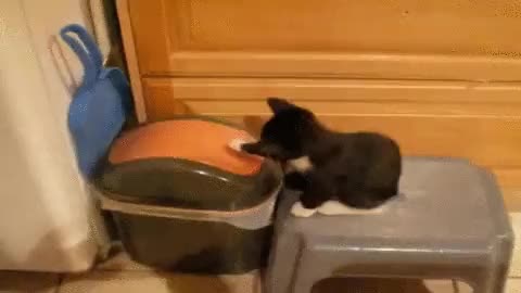Kitten intrigued by the garbage bin | Scrolller