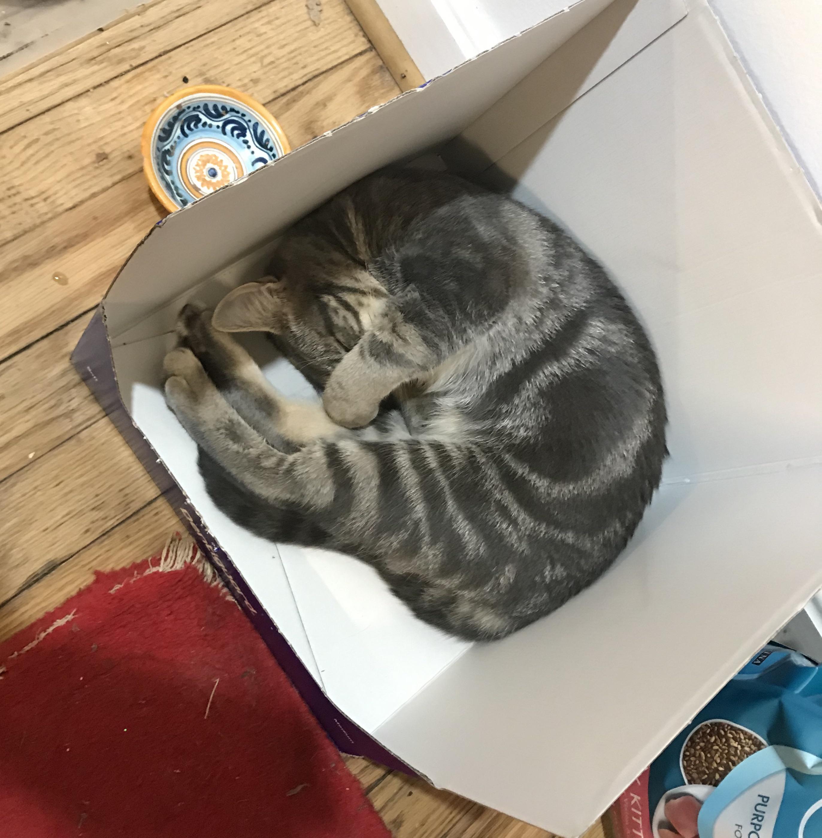 Kitten nap trap | Scrolller