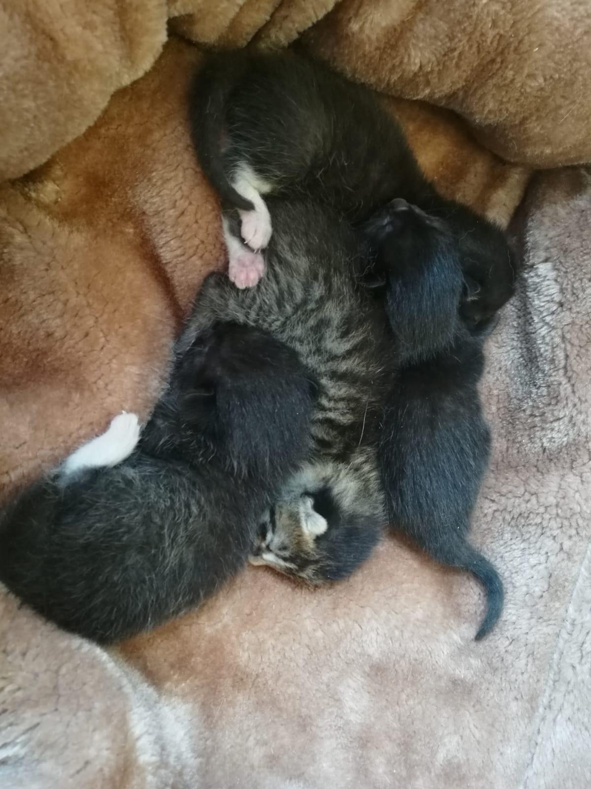 Kitten Puddle | Scrolller