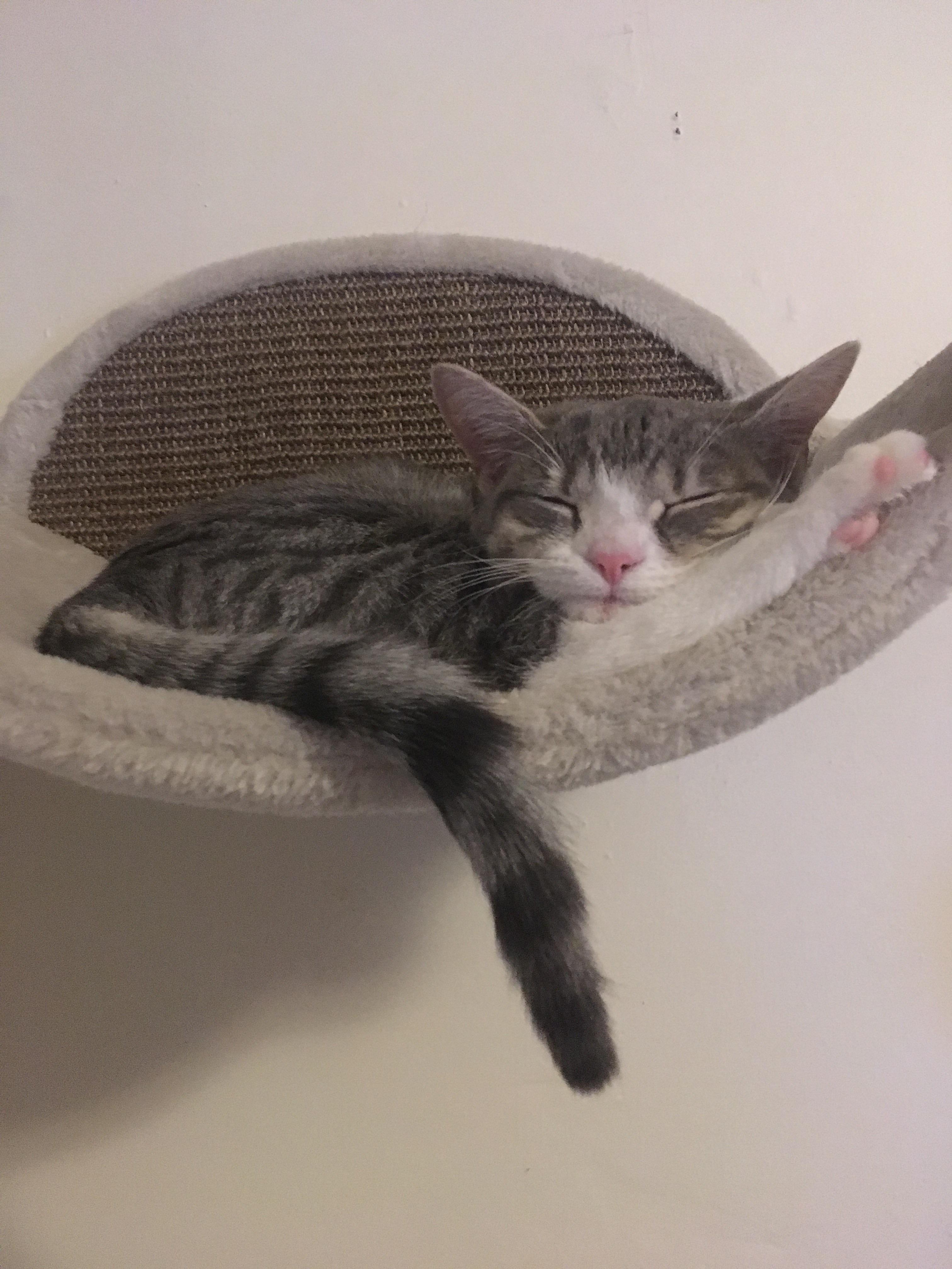 Kitten toebeans | Scrolller