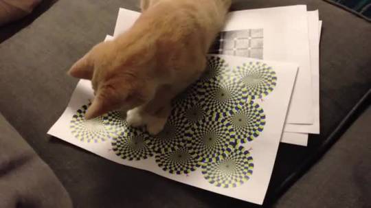Kitten v. Optical illusion. | Scrolller