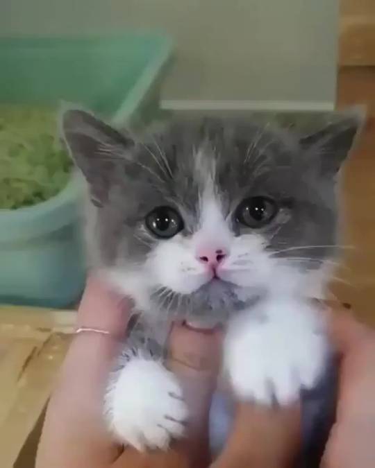 Kittens Cute Paws 😻 | Scrolller
