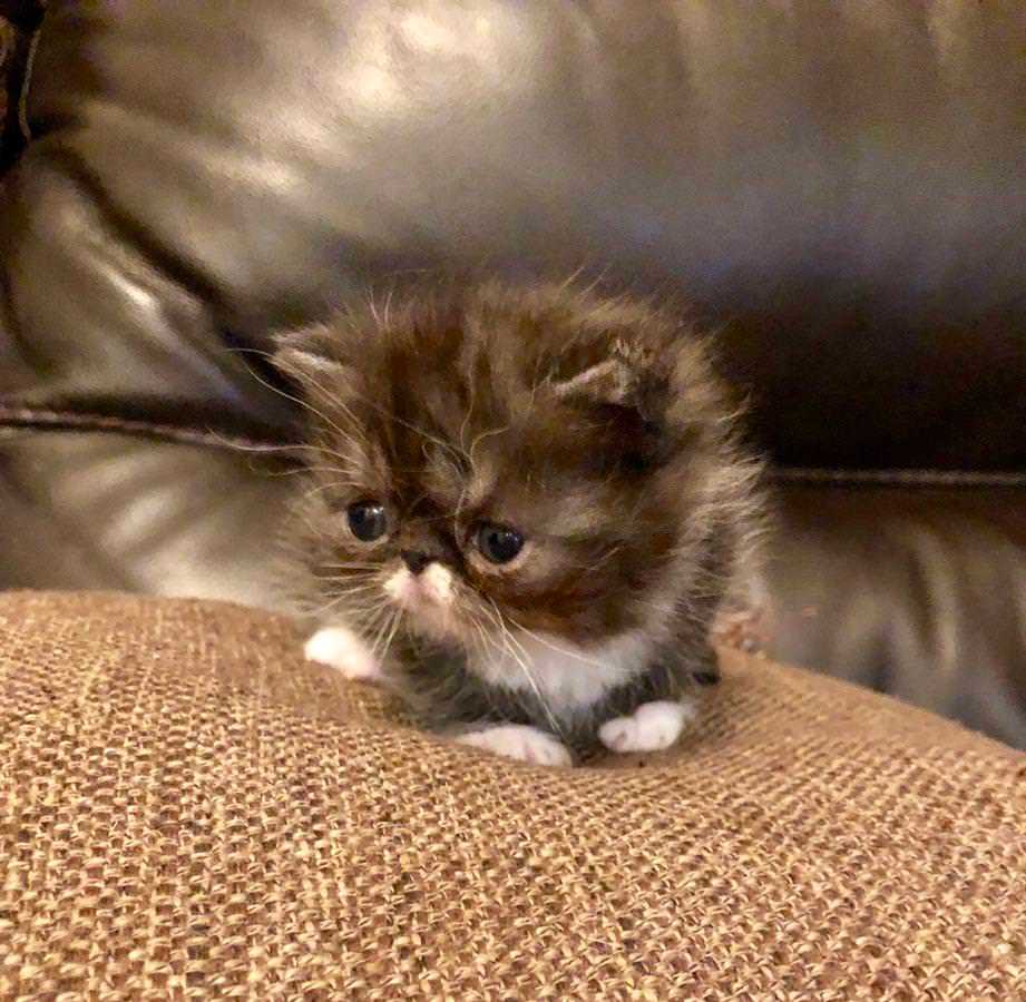 Kitty Scrolller