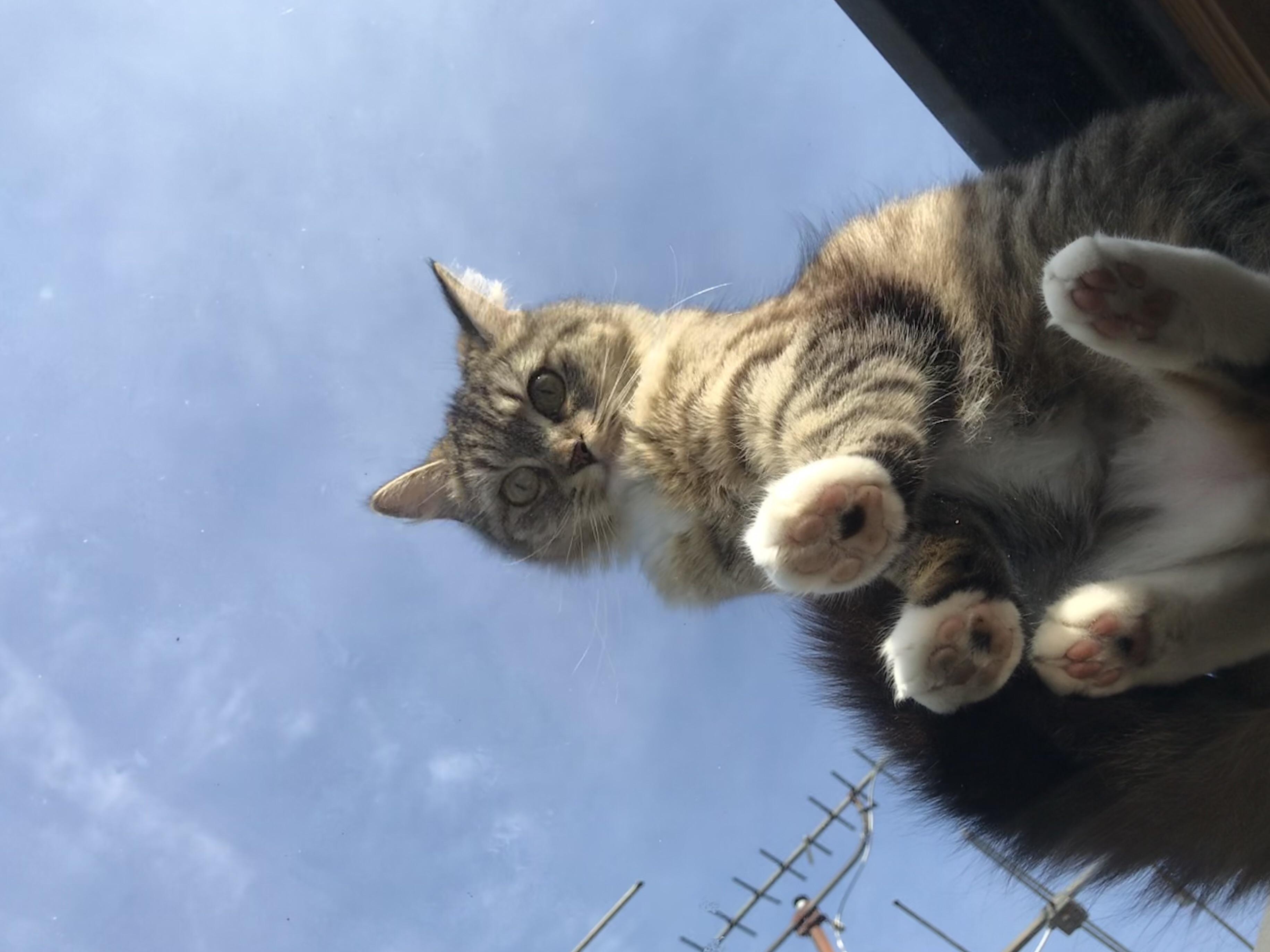 Kitty beans | Scrolller