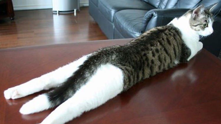 Kitty butt | Scrolller