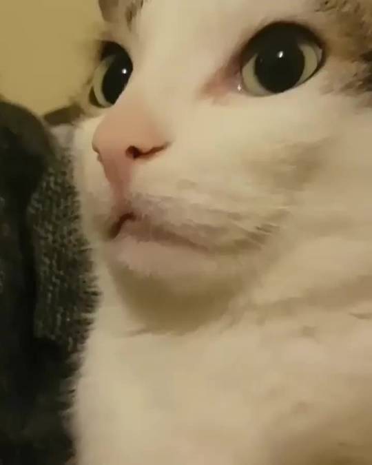 Kitty needs a system reboot | Scrolller