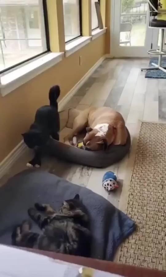 Kitty wants to take a nap | Scrolller