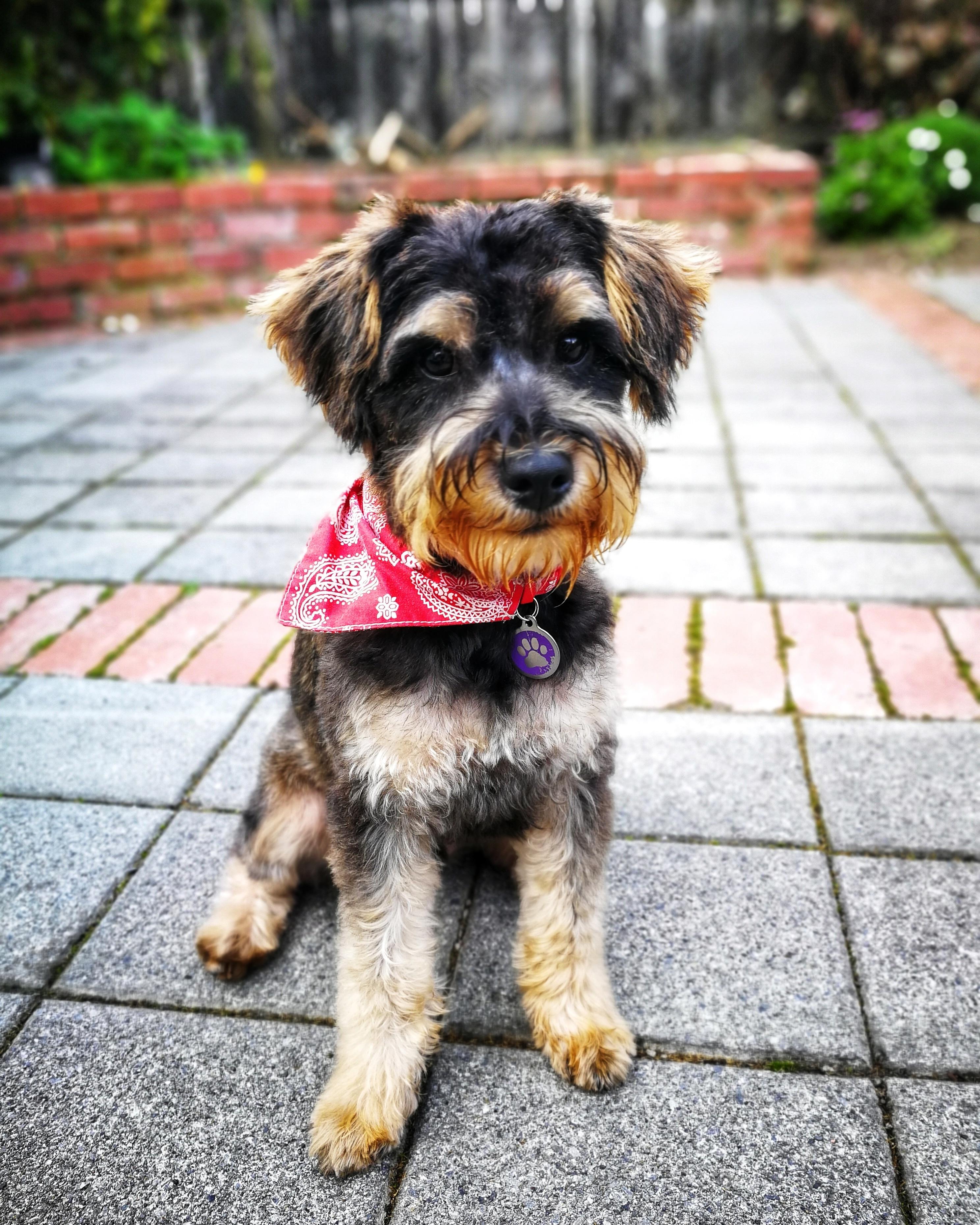 Kobe 6 months 🐶 | Scrolller