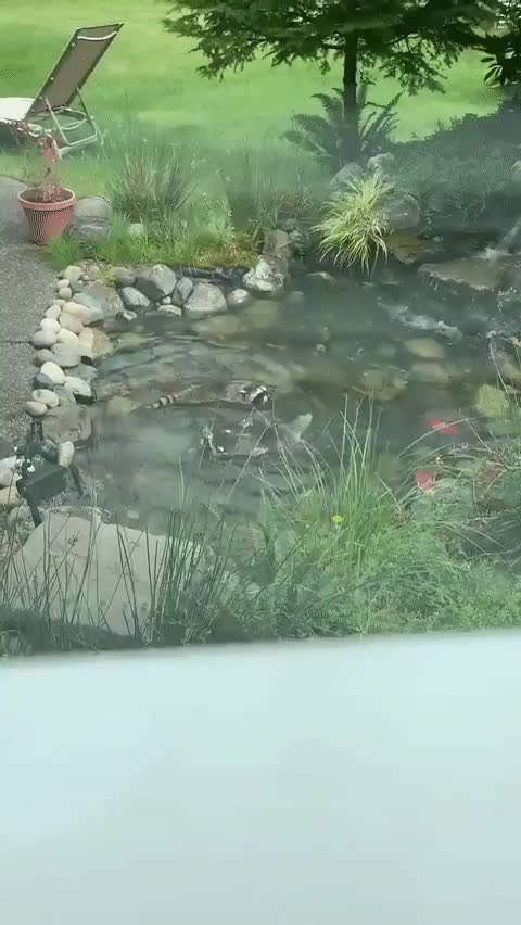 Koi Pandas also known as racckoi | Scrolller