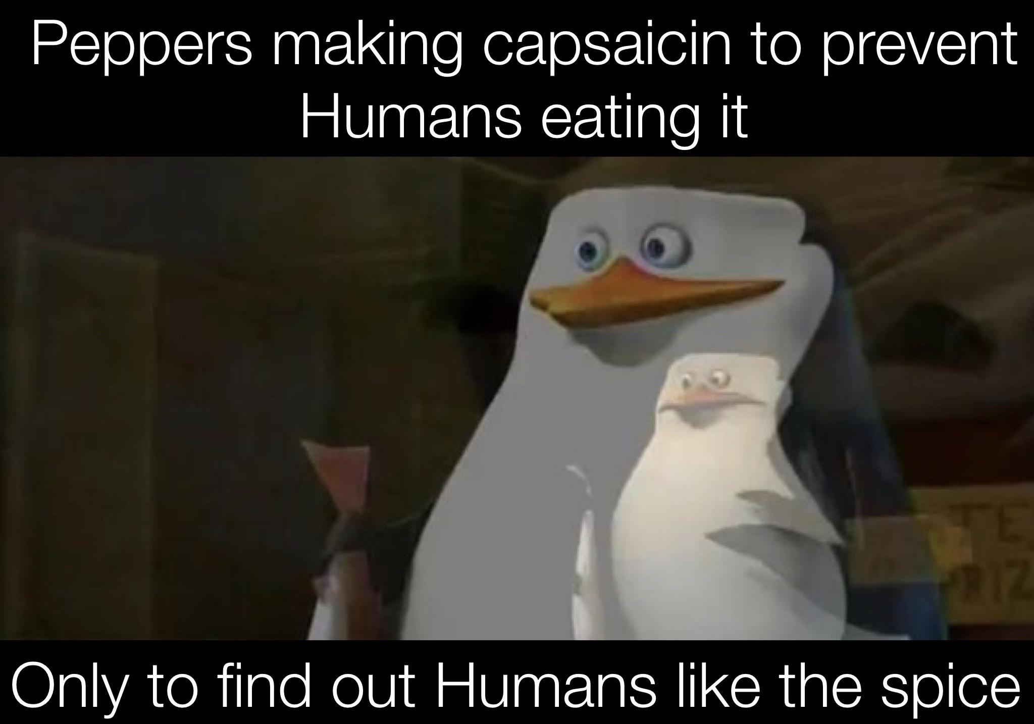 Kowalski, analysis | Scrolller