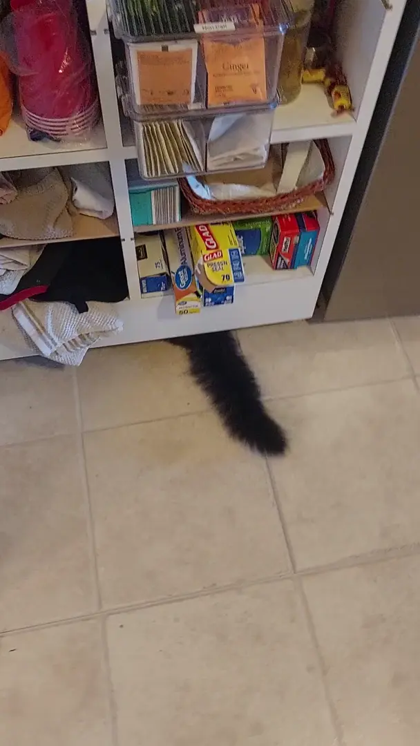 Kritter leaking out from under the cupboard | Scrolller